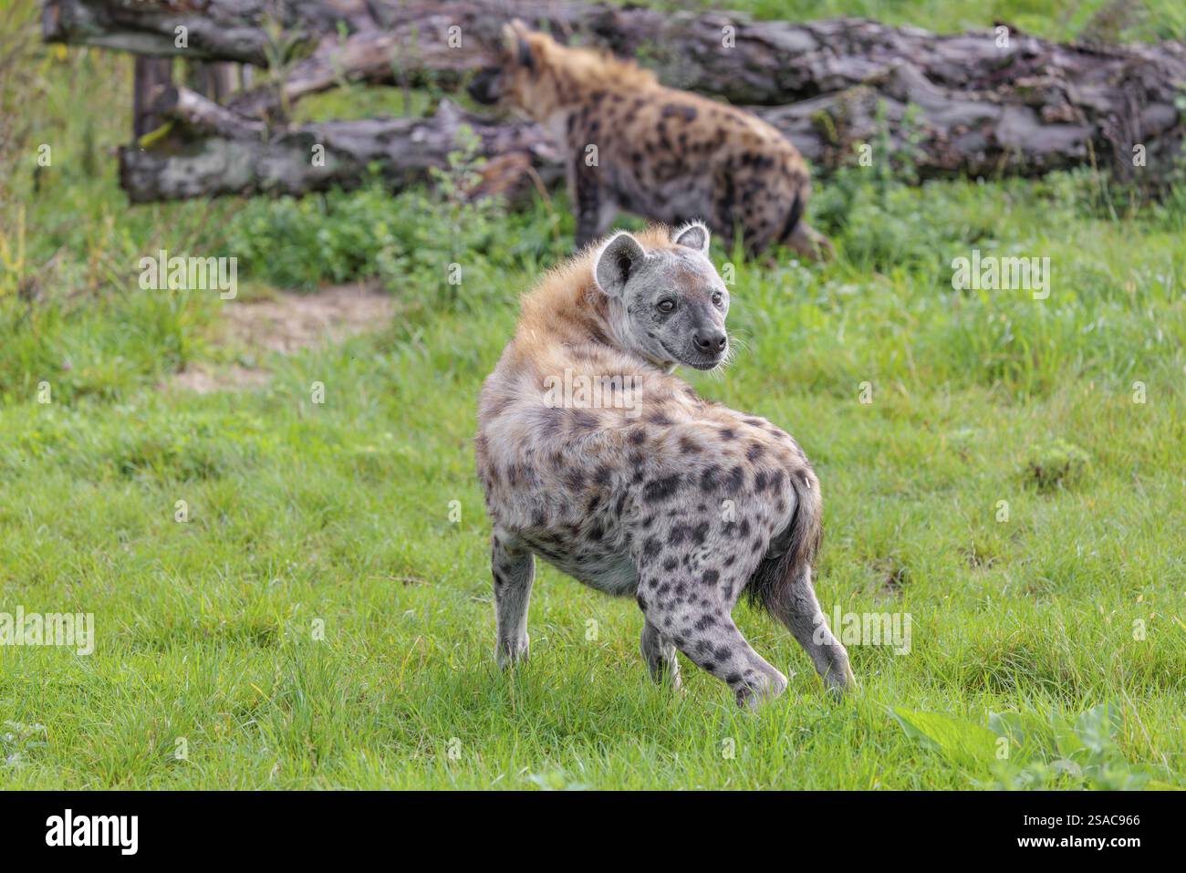 Two adult Spotted Hyenas (Crocuta crocuta) or Laughing Hyenas stand in ...