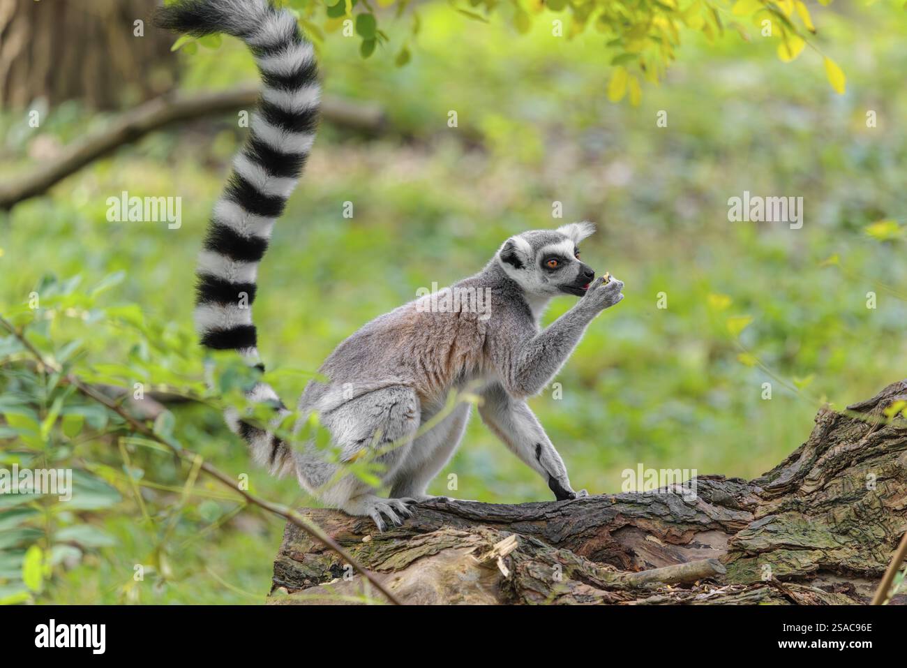A ring-tailed lemur (Lemur catta) sits on a rotten tree lying on the ...