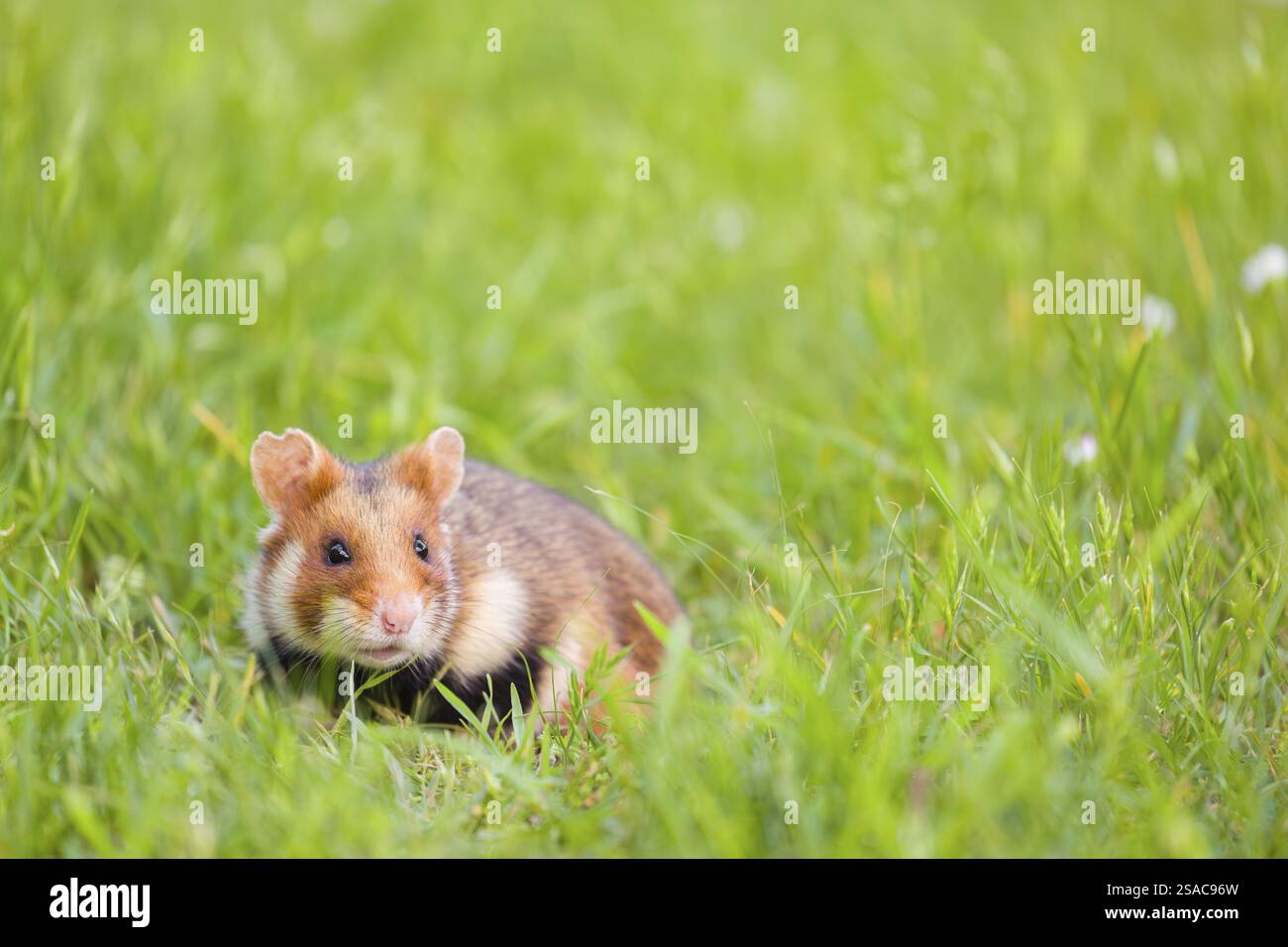 A European hamster (Cricetus cricetus), Eurasian hamster, black-bellied ...