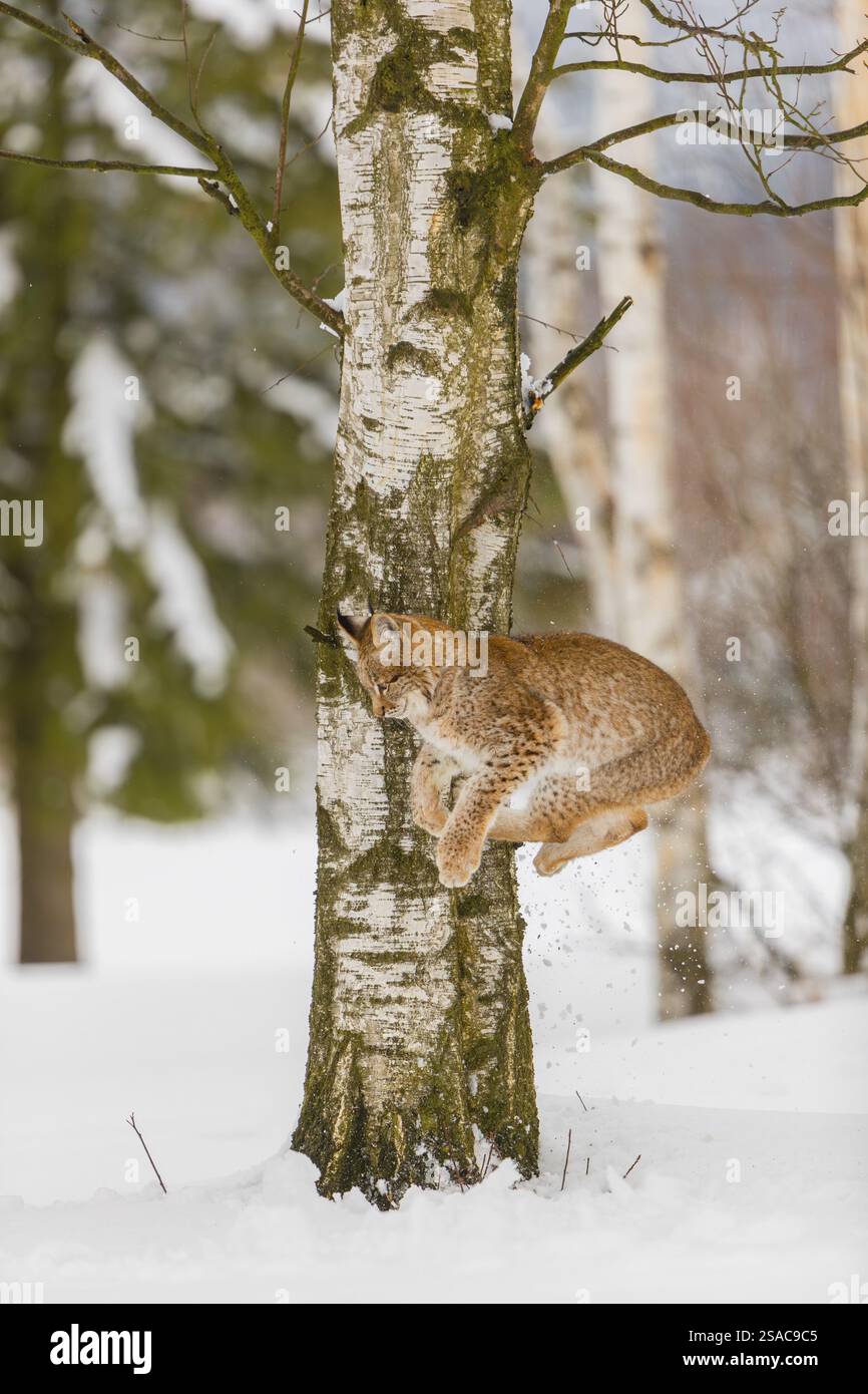 One young male Eurasian lynx, (Lynx lynx), climbing and jumping down a ...
