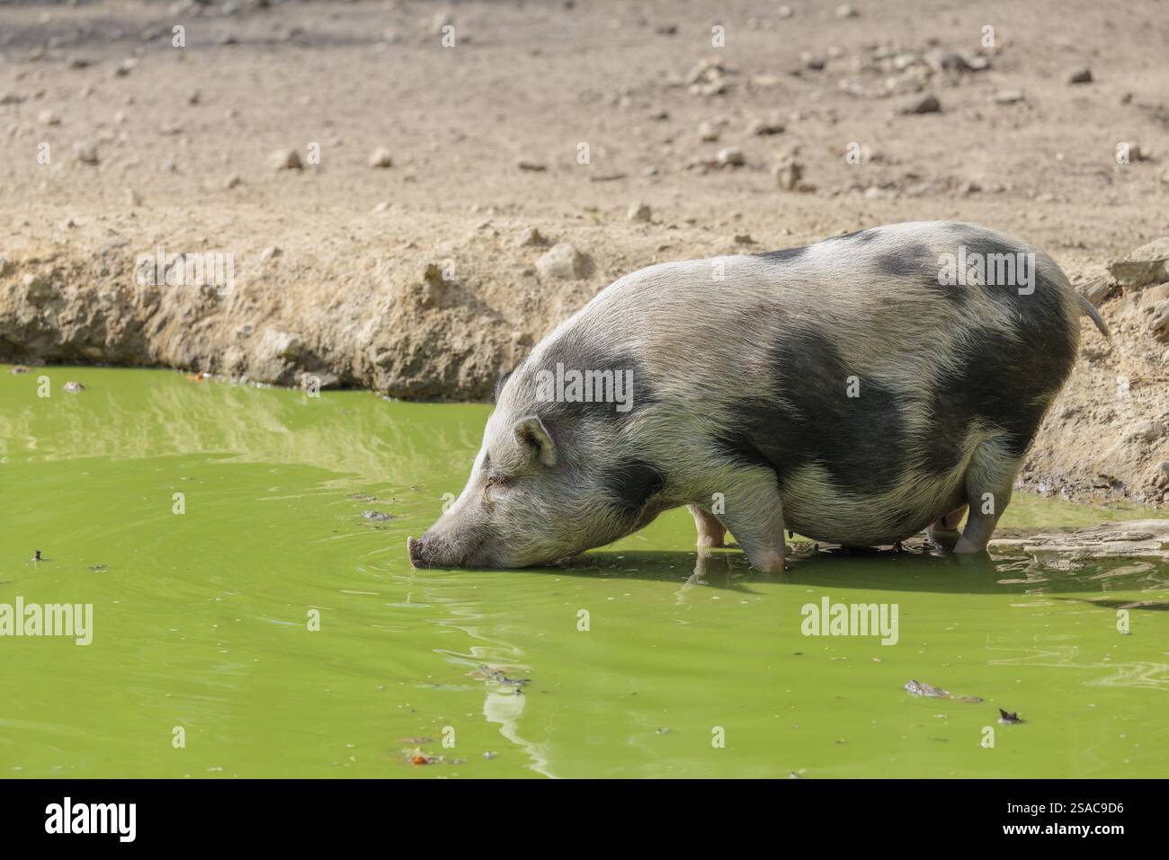 A female Vietnamese pot-bellied pig, Sus scrofa f. domestica, stands in ...