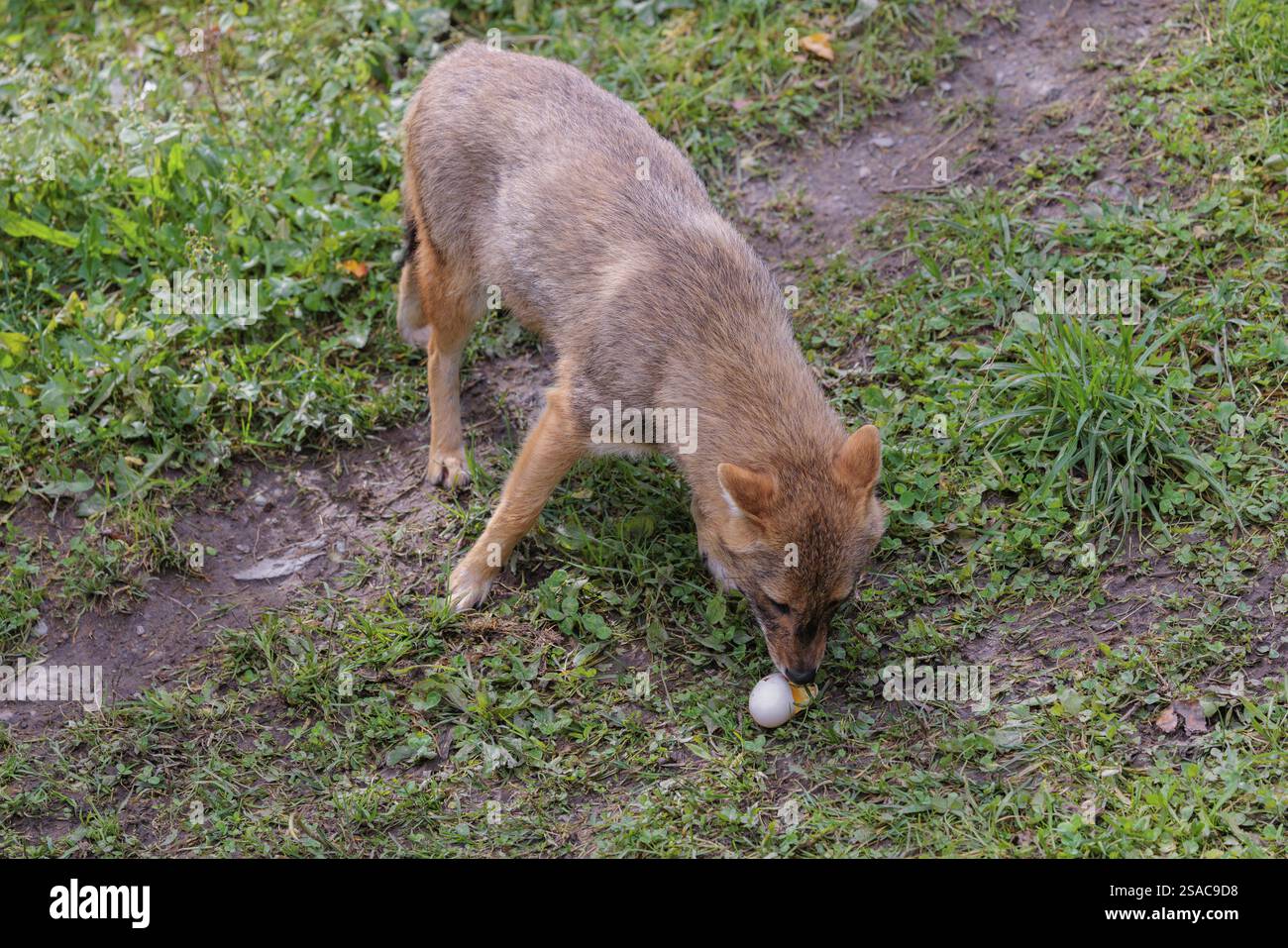 A golden jackal (Canis aureus) eats a hen's egg in a green meadow Stock ...