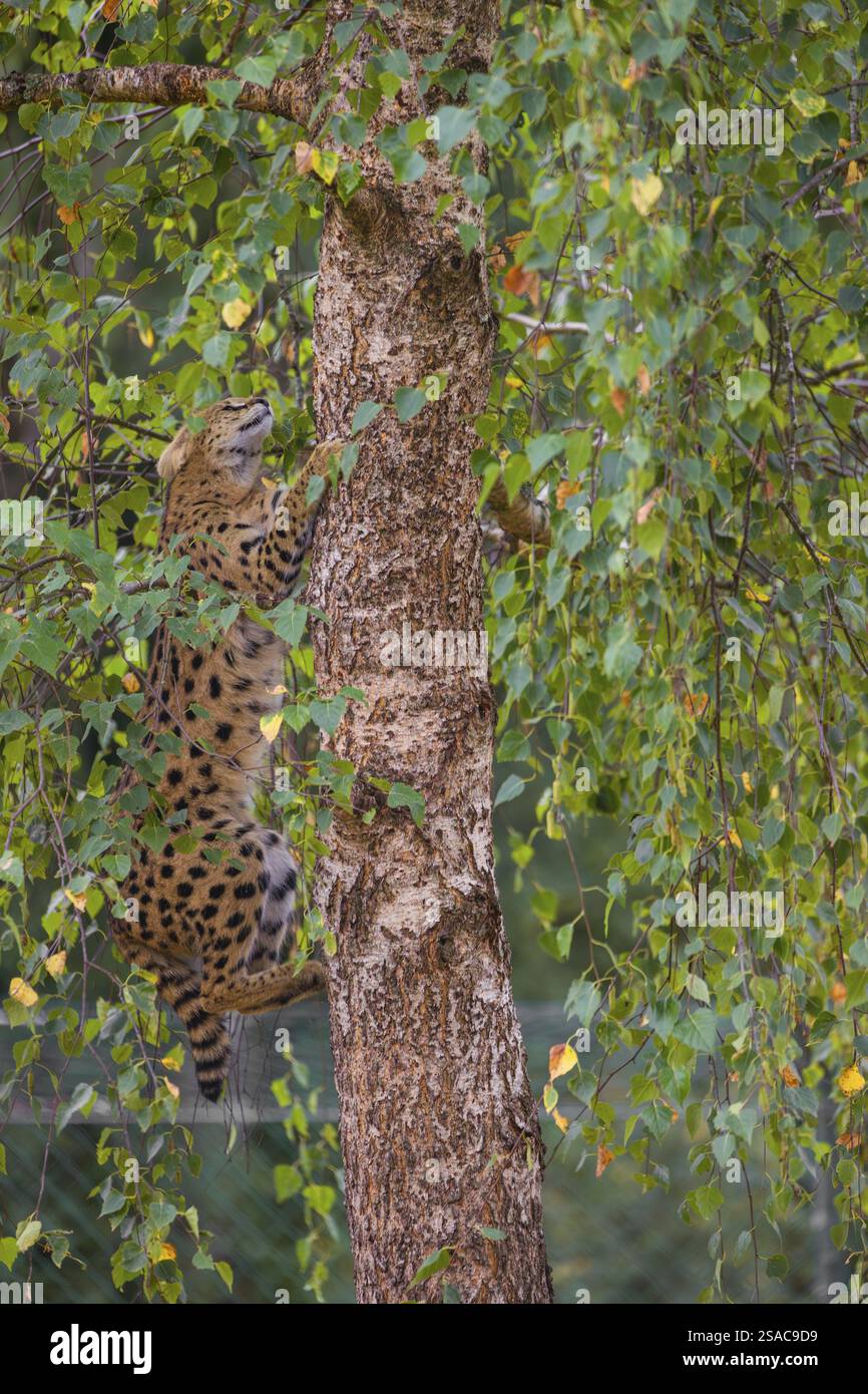 A serval, Leptailurus serval, climbing in a tree, barely visible under ...