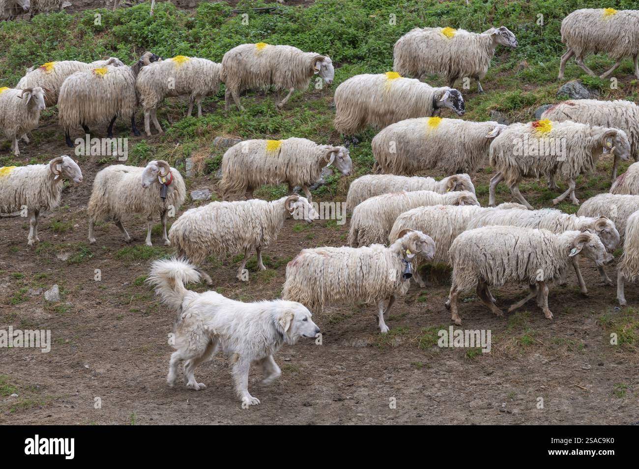 A Patou dog guarding a flock of sheep during their summer transhumance ...