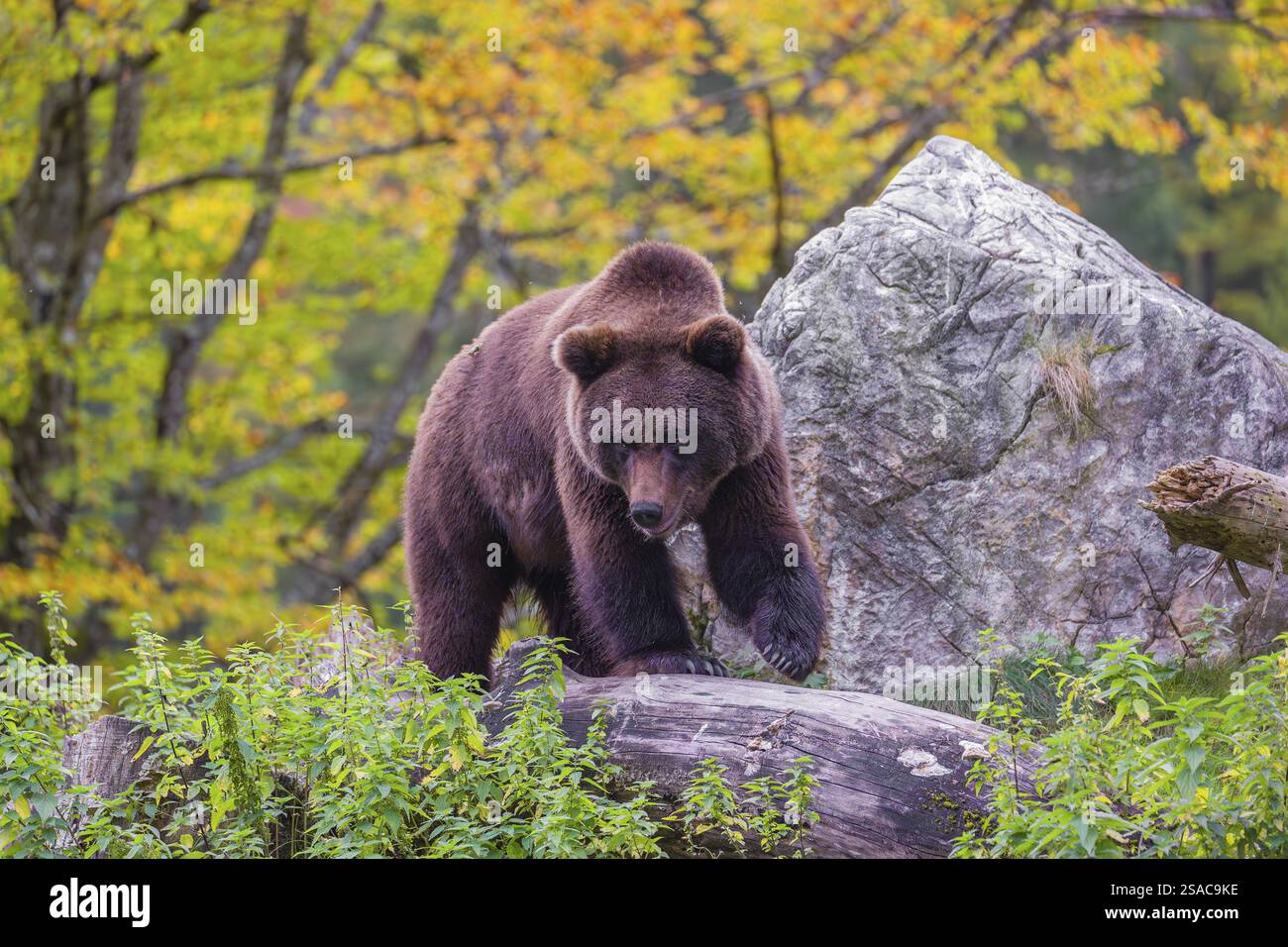 A young male Eurasian brown bear (Ursus arctos arctos) stands on a hill ...