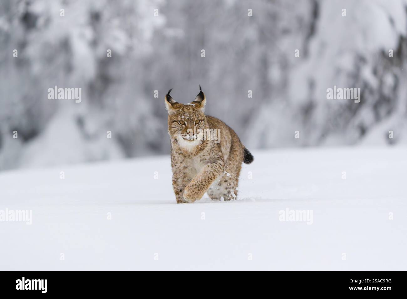 One young male Eurasian lynx, (Lynx lynx), walking over a deep snow ...
