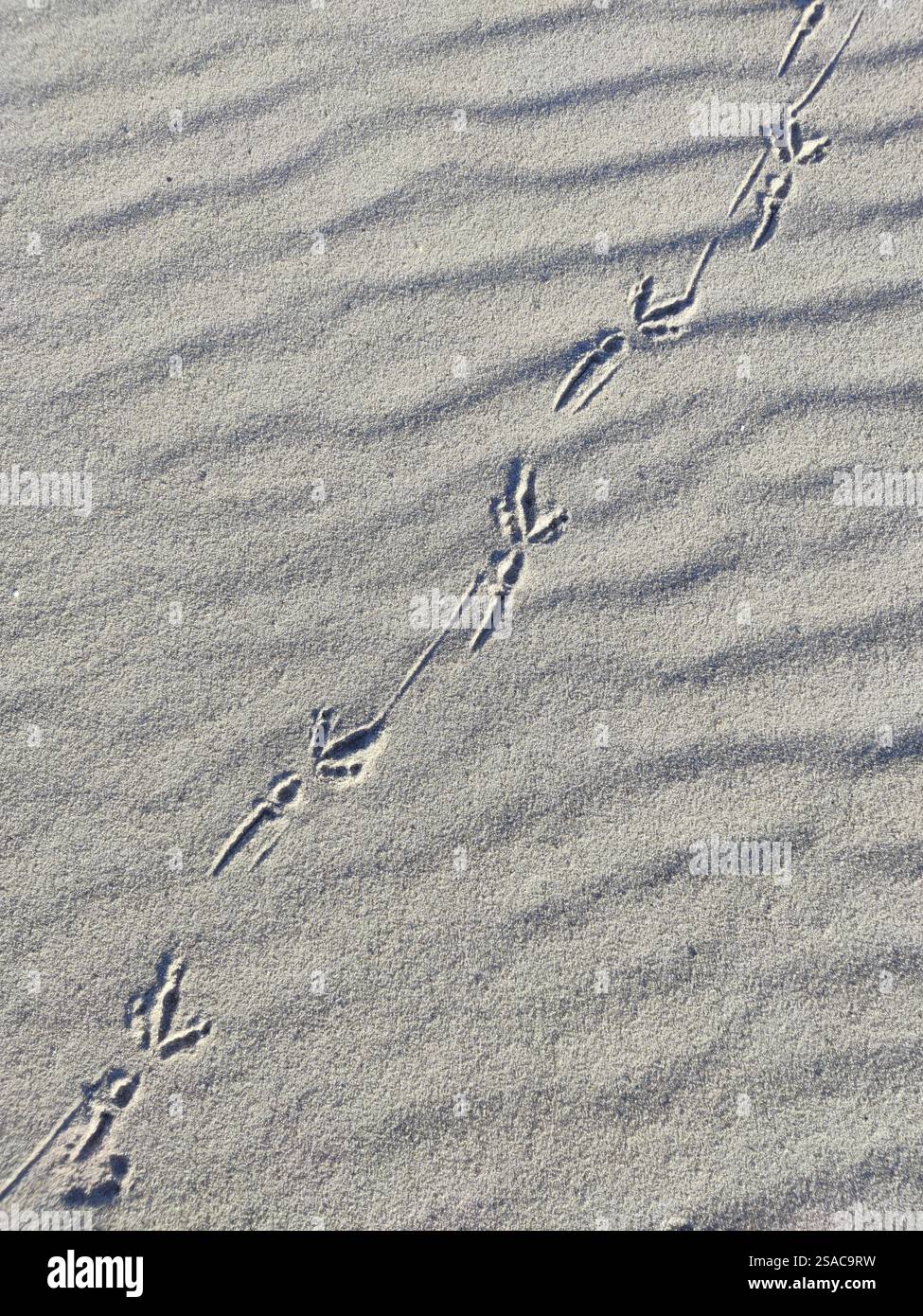 Empty sandy beach bird hi-res stock photography and images - Alamy