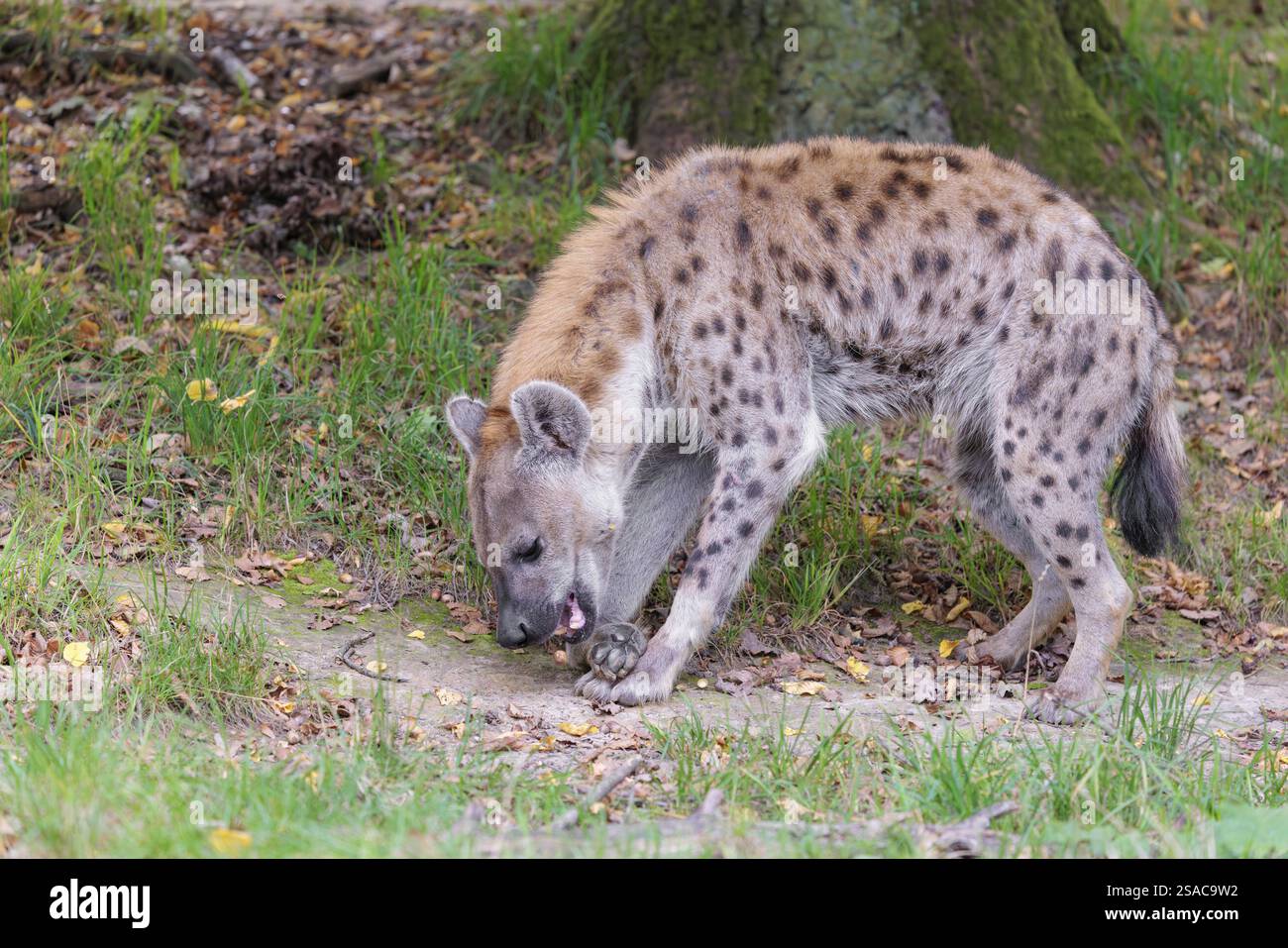 An adult spotted hyena (Crocuta crocuta) or laughing hyena removes ...
