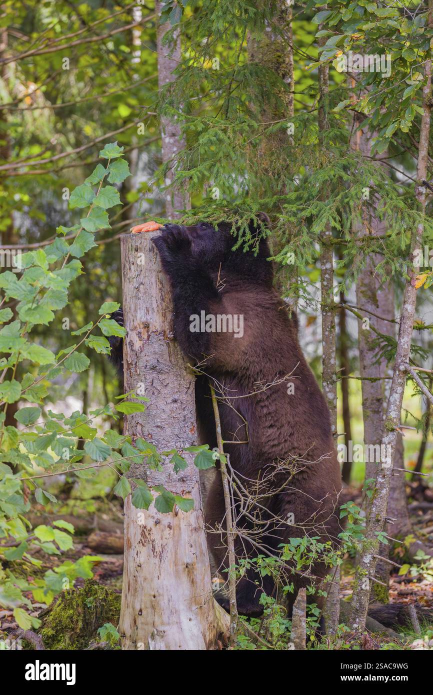 An adult female brown bear (Ursus arctos arctos) stands erected at a ...