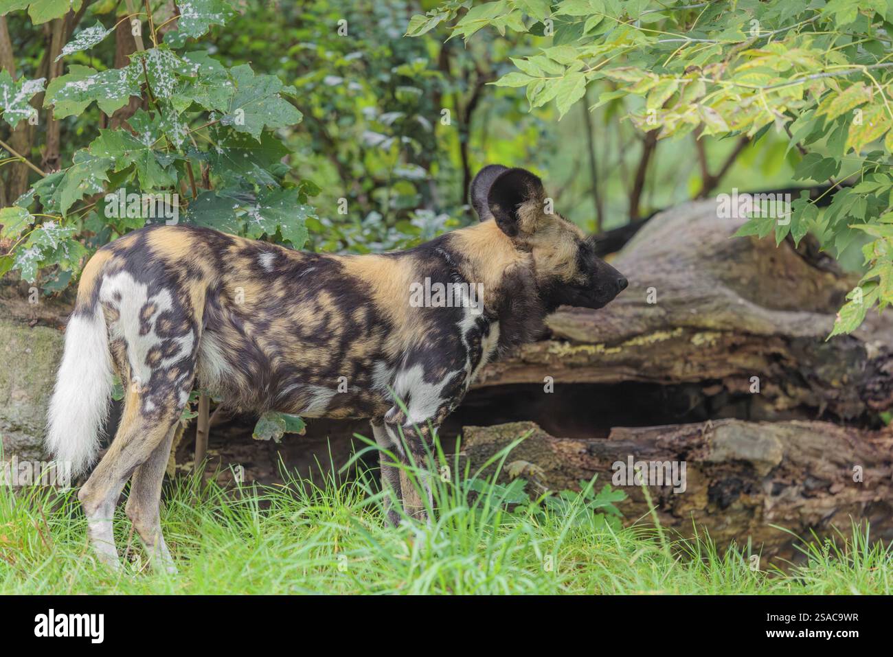 African wild dog, Lycaon pictus, running through the green vegetation ...
