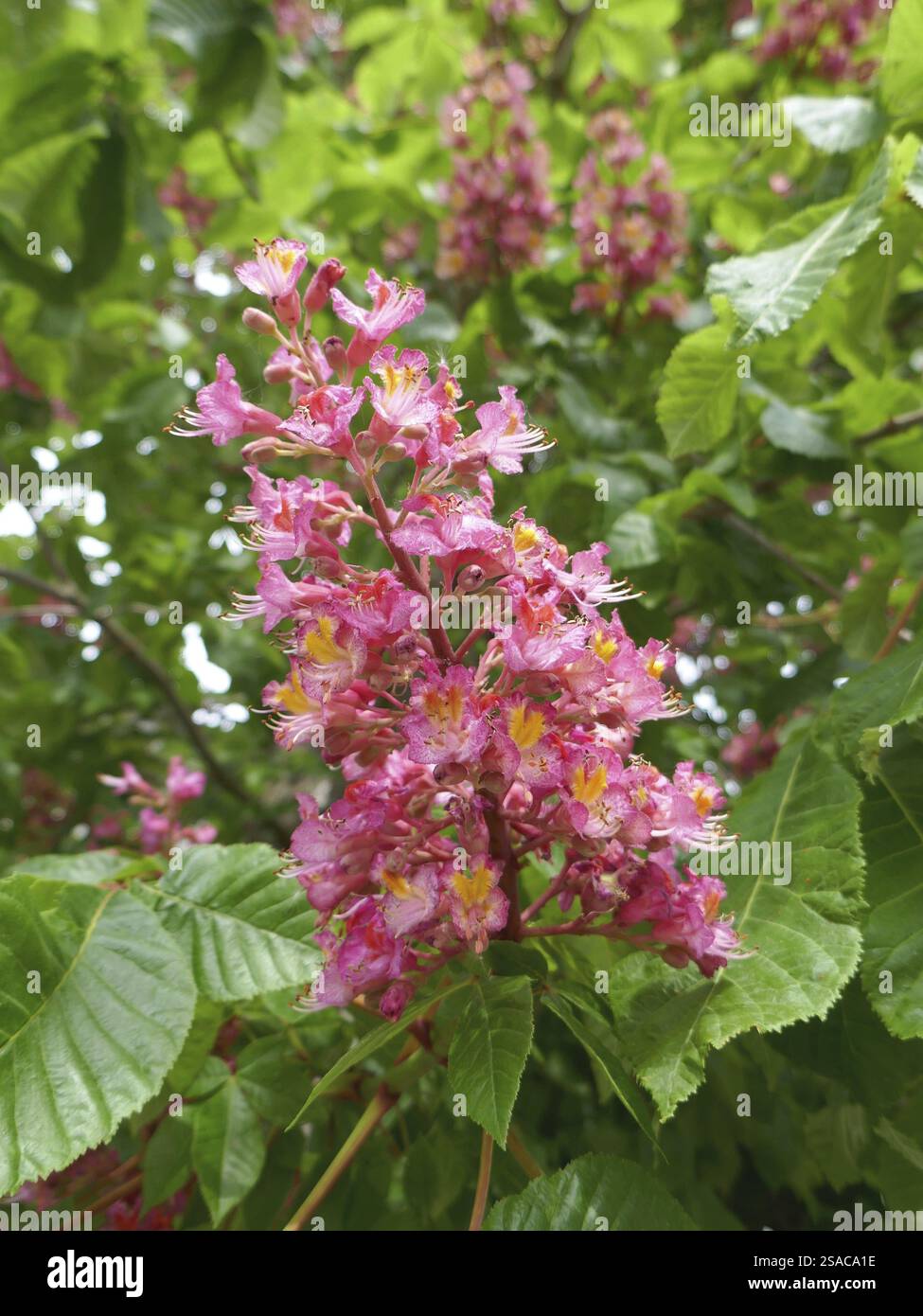 Red horse chestnut trees hi-res stock photography and images - Alamy