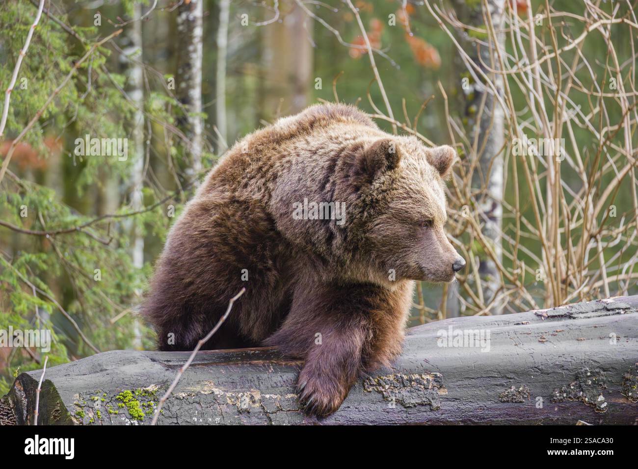 An adult female Eurasian brown bear (Ursus arctos arctos) rests on a ...