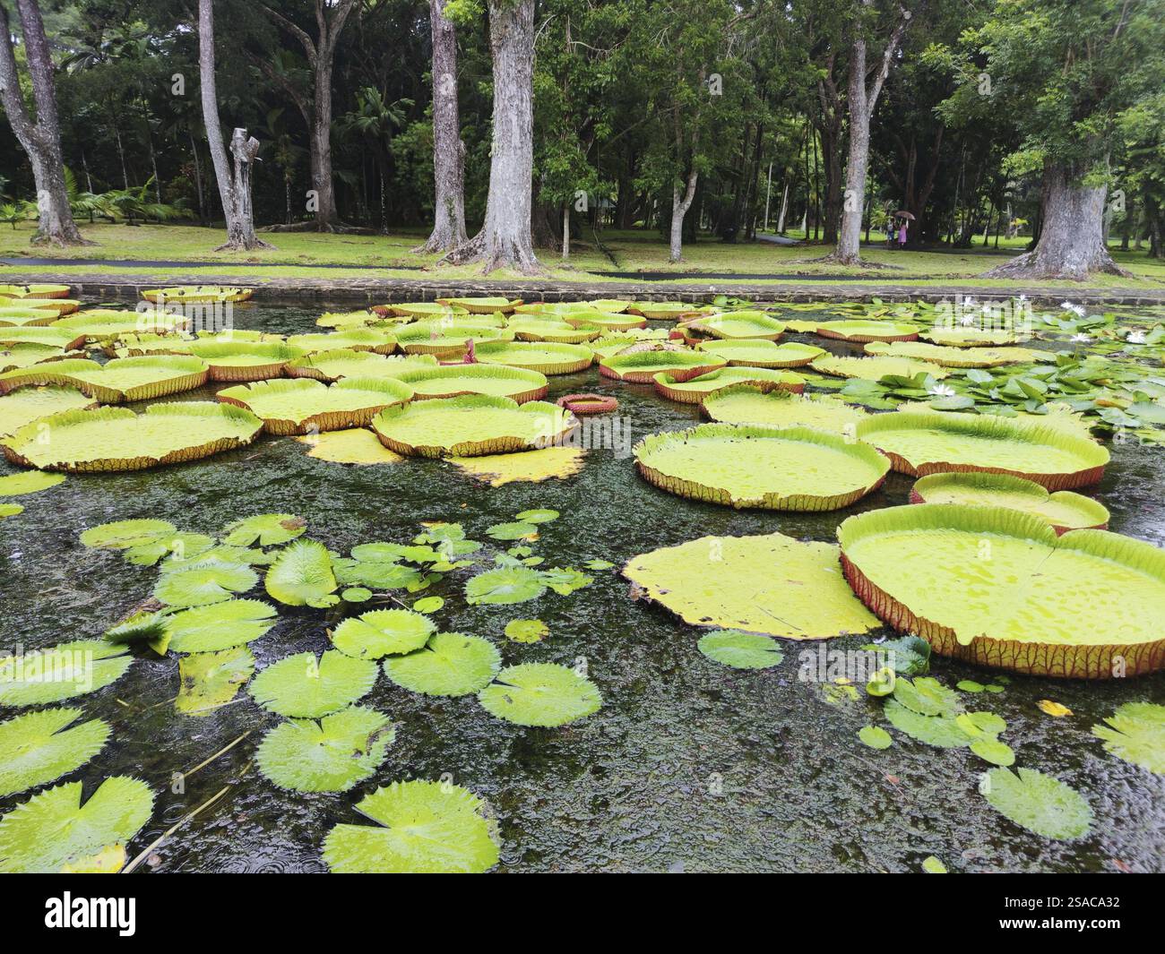 Water lily pond, Mauritius, Africa Stock Photo - Alamy