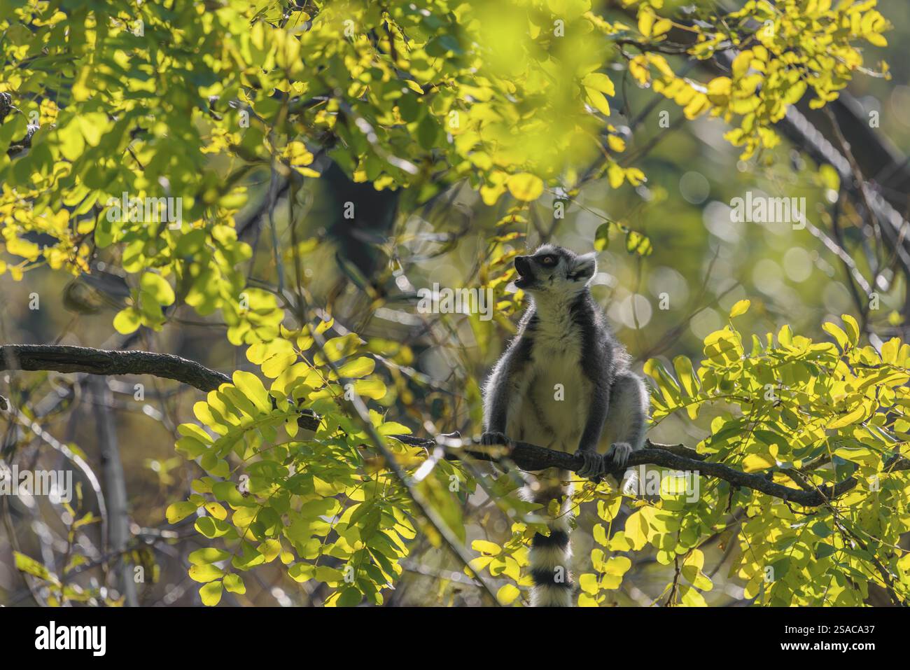 A ring-tailed lemur (Lemur catta) sits high up in a tree on a branch ...