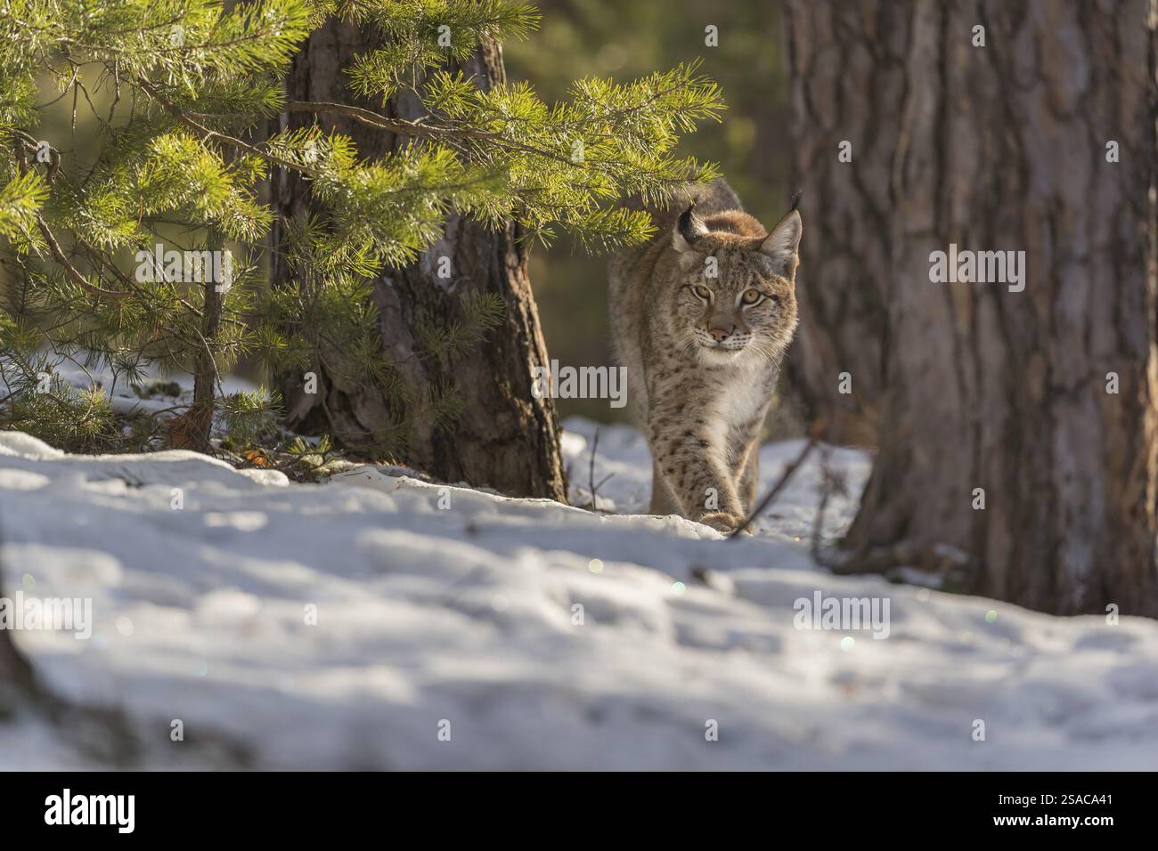 One young male Eurasian lynx, (Lynx lynx), walking over a snow covered ...