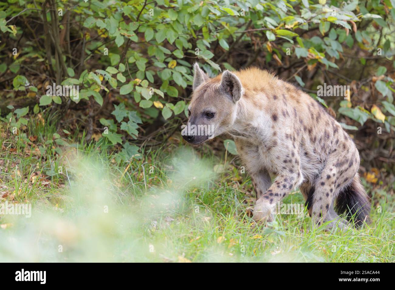 An adult Spotted Hyena (Crocuta crocuta) or Laughing Hyena runs across ...
