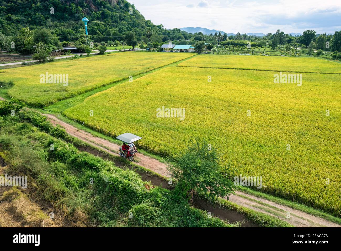 Scenic rural scene Three wheel motorcycle riding among ripe rice field ...