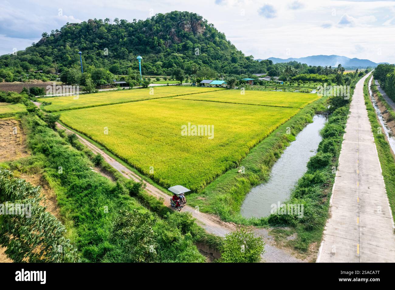 Scenic rural scene Three wheel motorcycle riding among ripe rice field ...