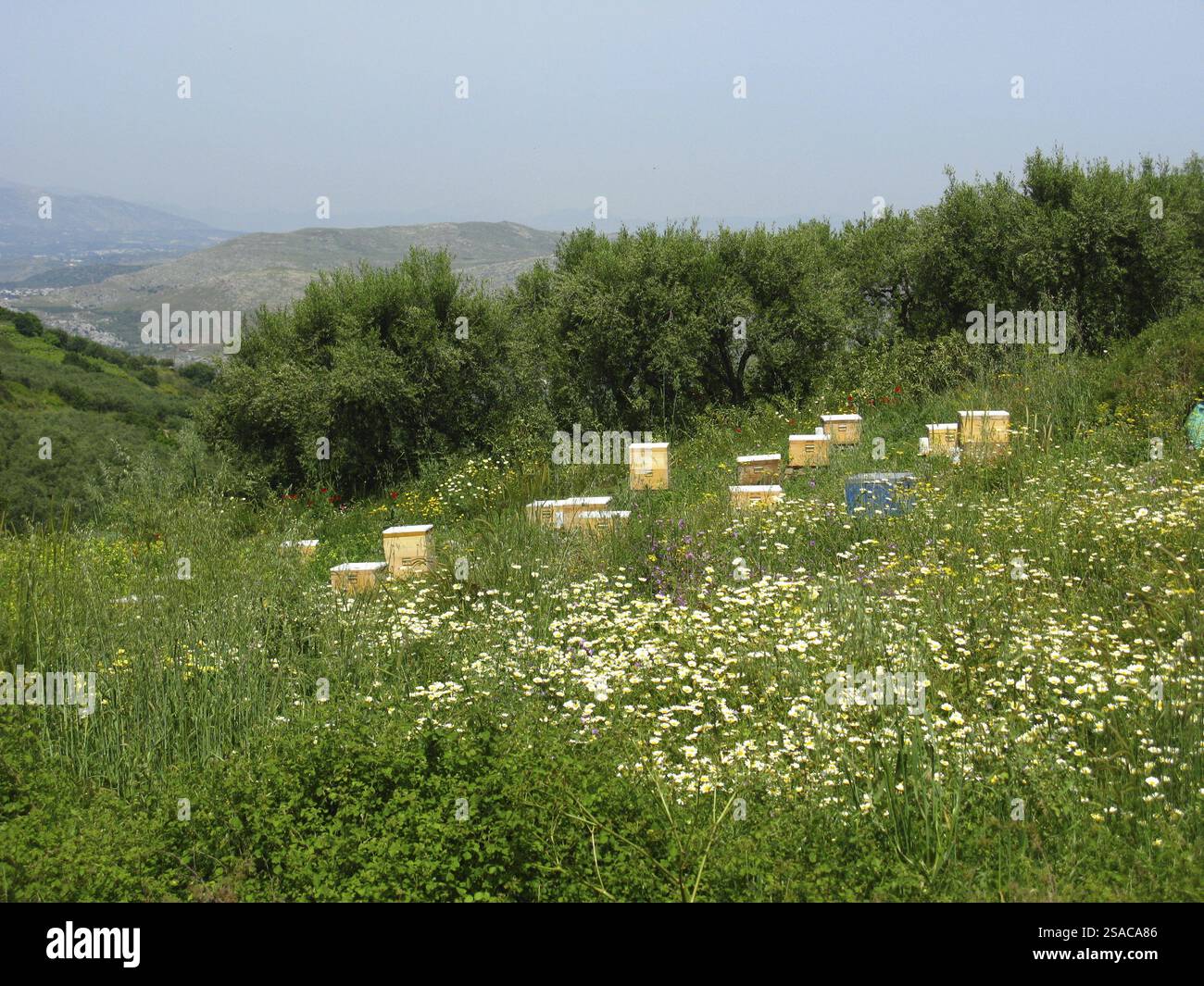 Beehives in field flowers hi-res stock photography and images - Alamy