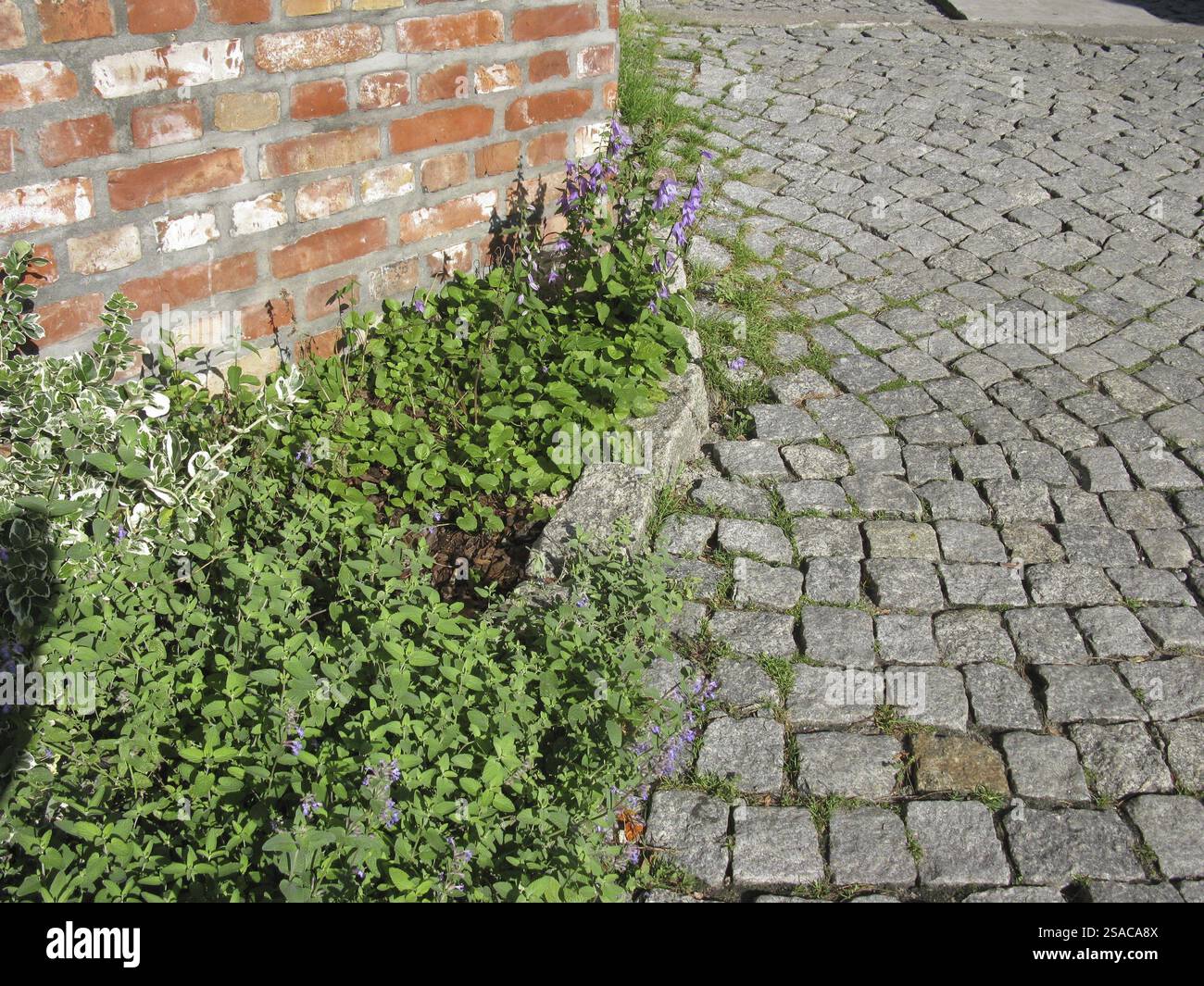 Old cobbled path Stock Photo - Alamy