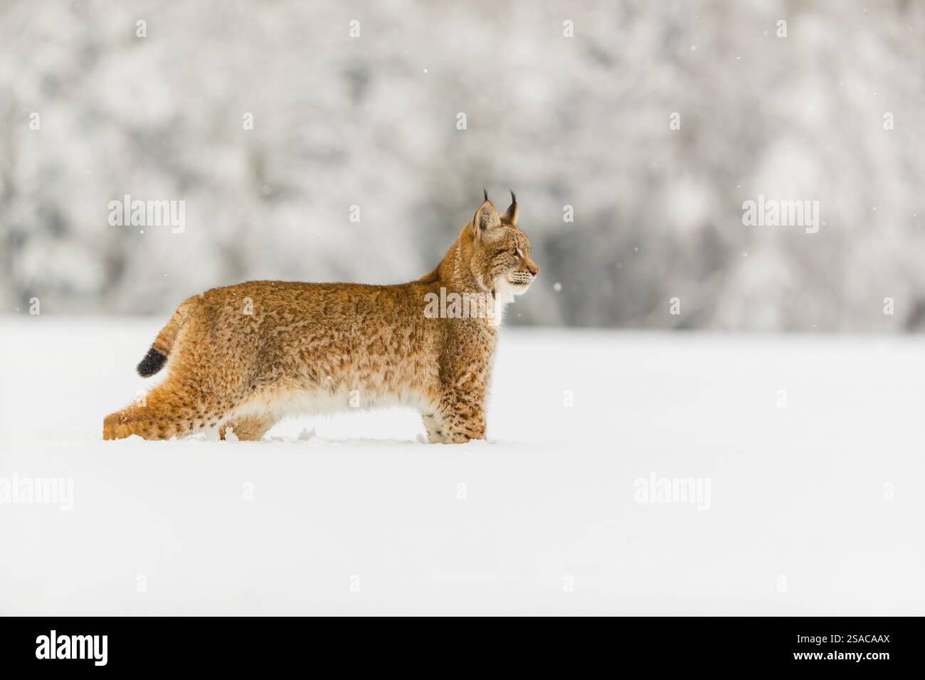 One young male Eurasian lynx, (Lynx lynx), standing on a deep snow ...