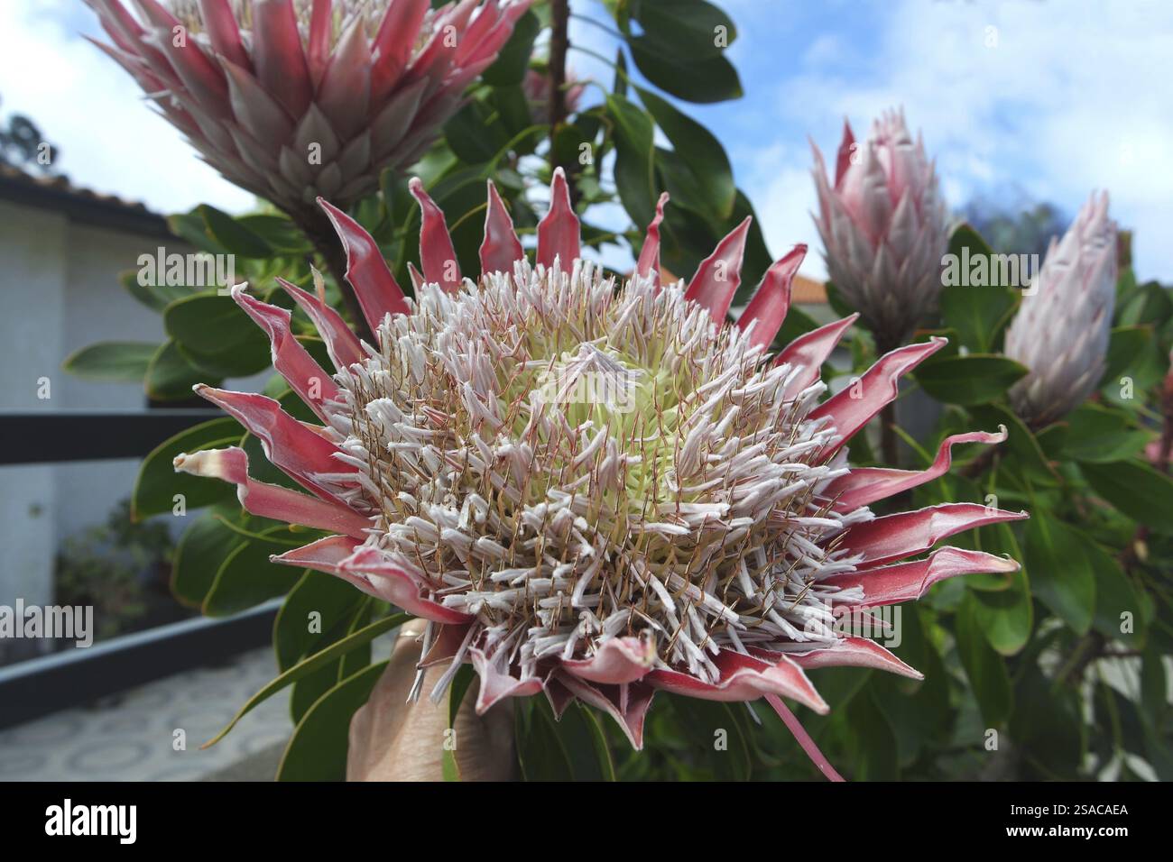 King protea, Madeira Stock Photo - Alamy