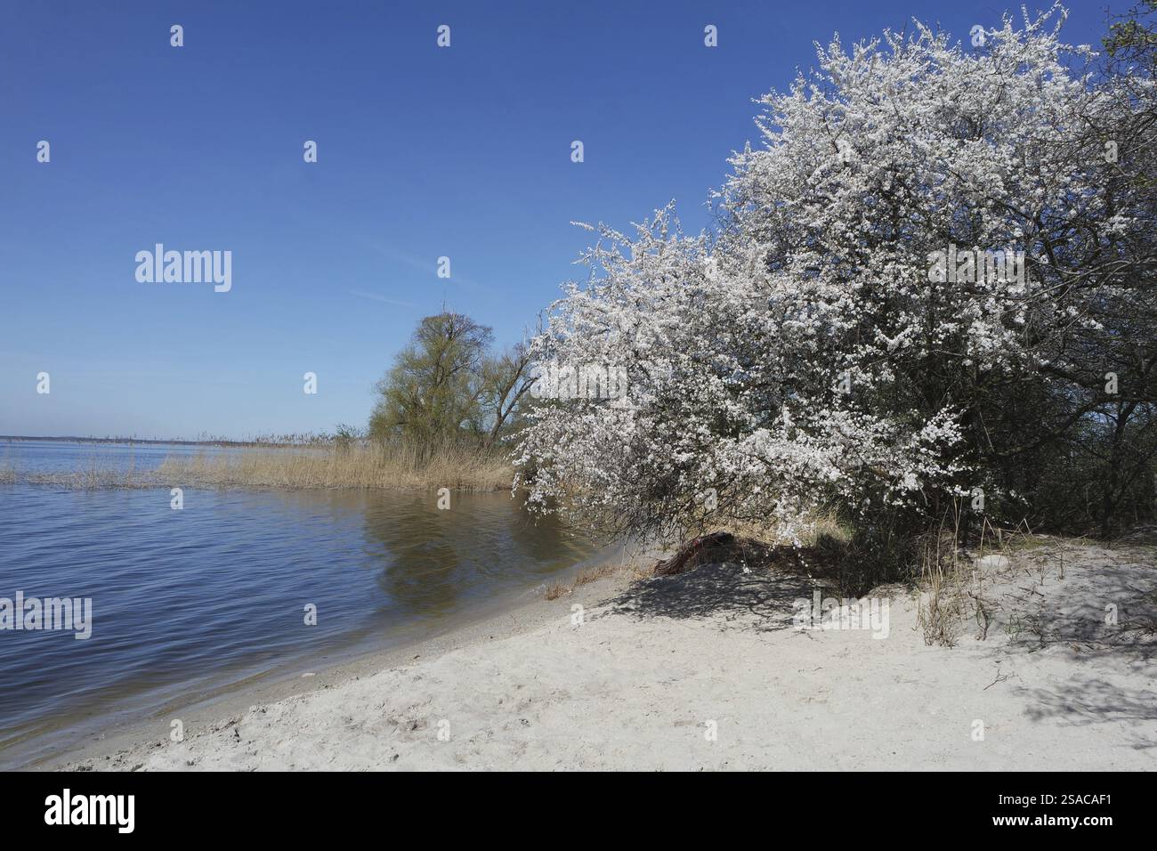 Spring on the Szczecin Lagoon Stock Photo - Alamy