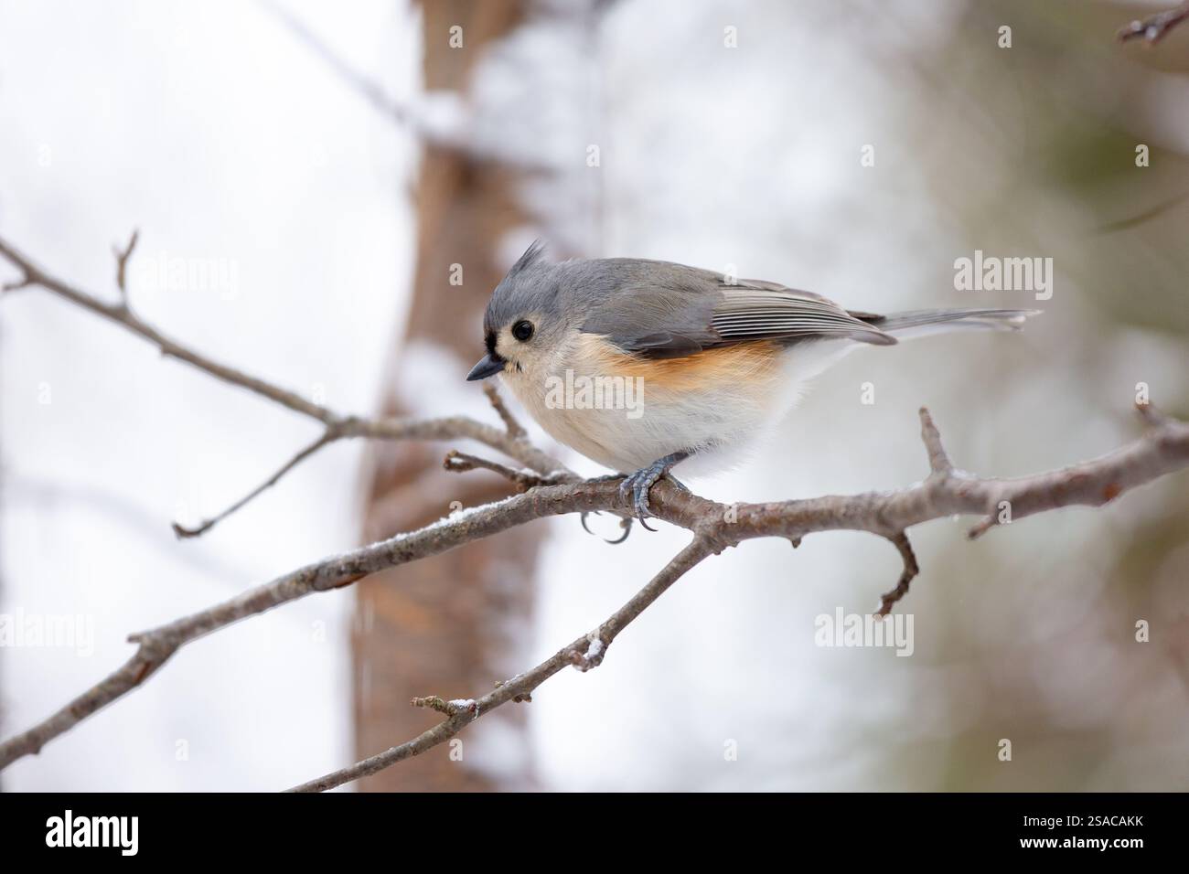 Titmouse bird sitting on tree hi-res stock photography and images - Alamy