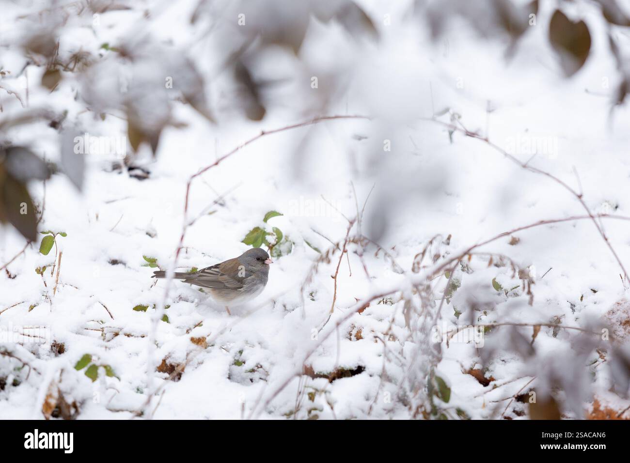Small dark grey junco bird hi-res stock photography and images - Alamy