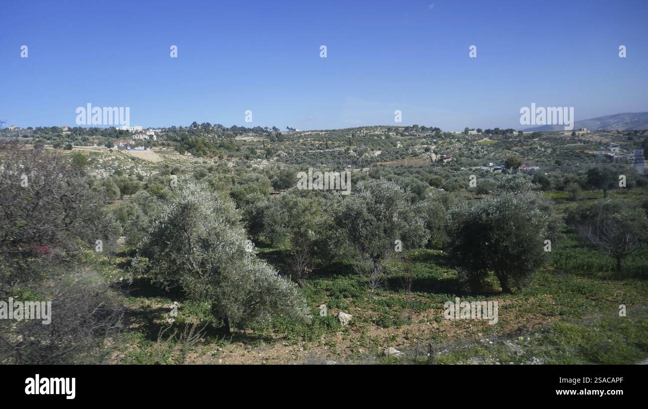Green hills with olive trees, Jordan, Asia Stock Photo - Alamy