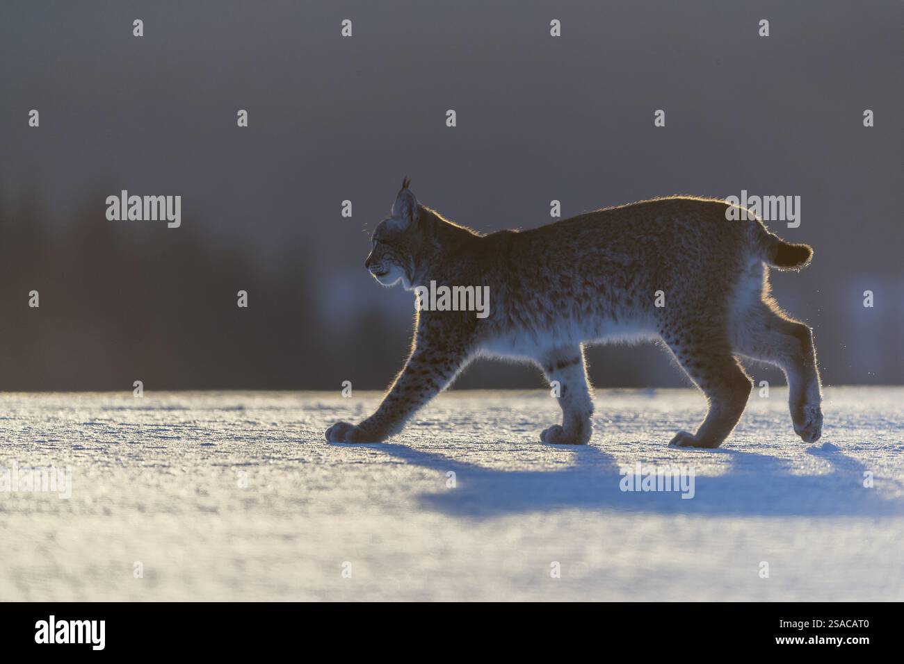 One young male Eurasian lynx, (Lynx lynx), walking over a snow covered ...