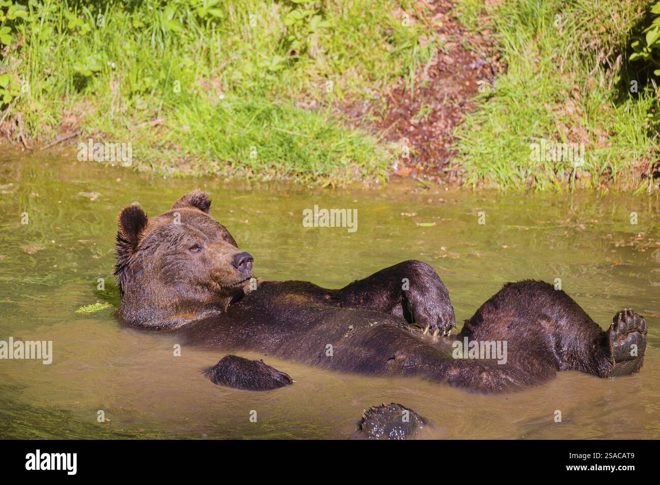 An adult male brown bear (Ursus arctos arctos) bathing completely ...
