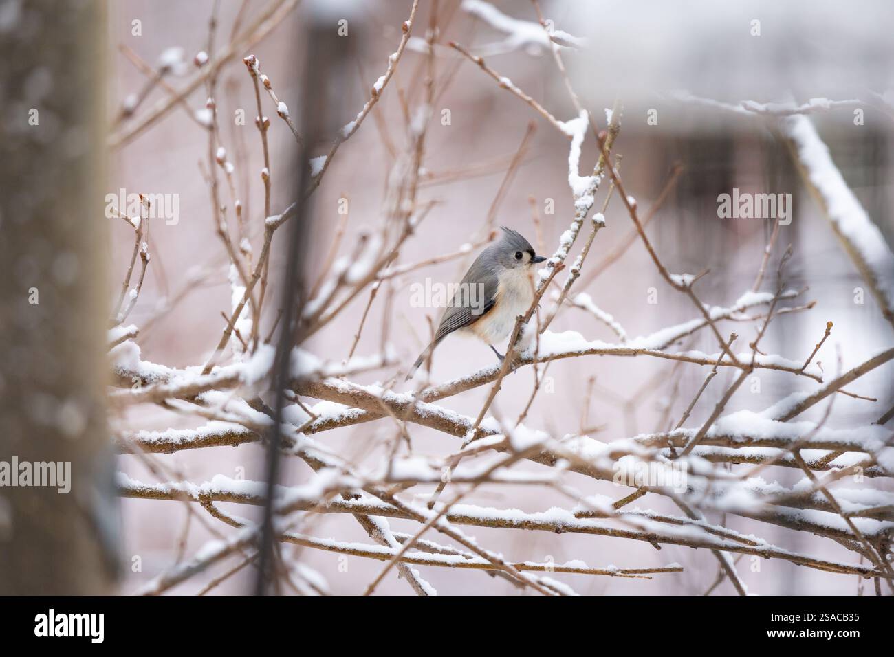 Eastern tufted hi-res stock photography and images - Alamy