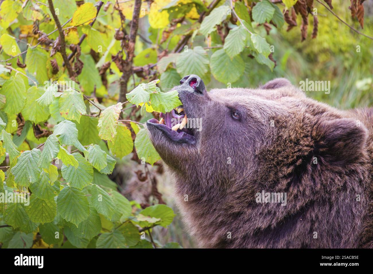 An adult female brown bear (Ursus arctos arctos) eating leaves from a ...