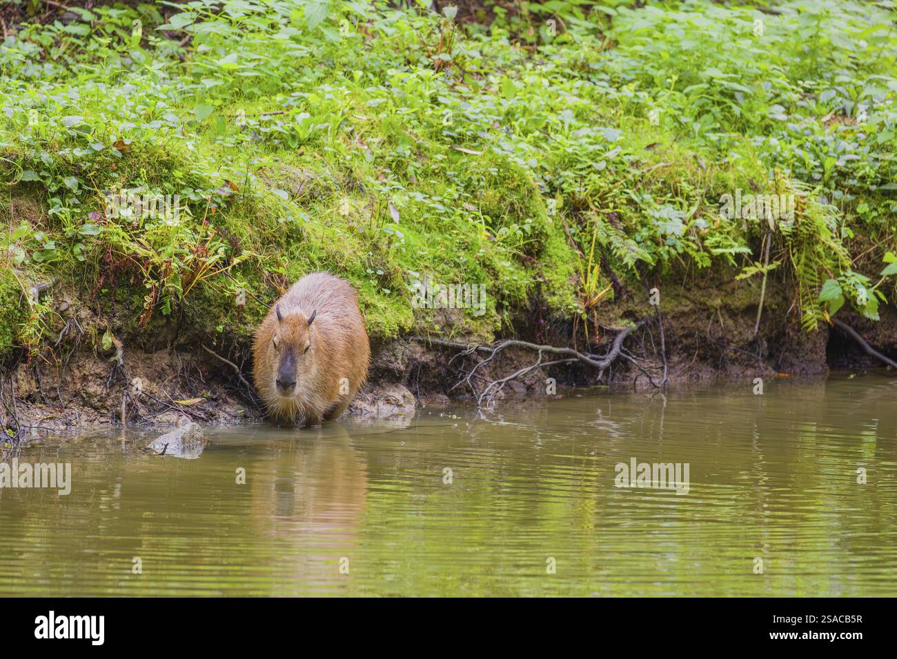 A (greater) capybara (Hydrochoerus hydrochaeris) rests on the river ...
