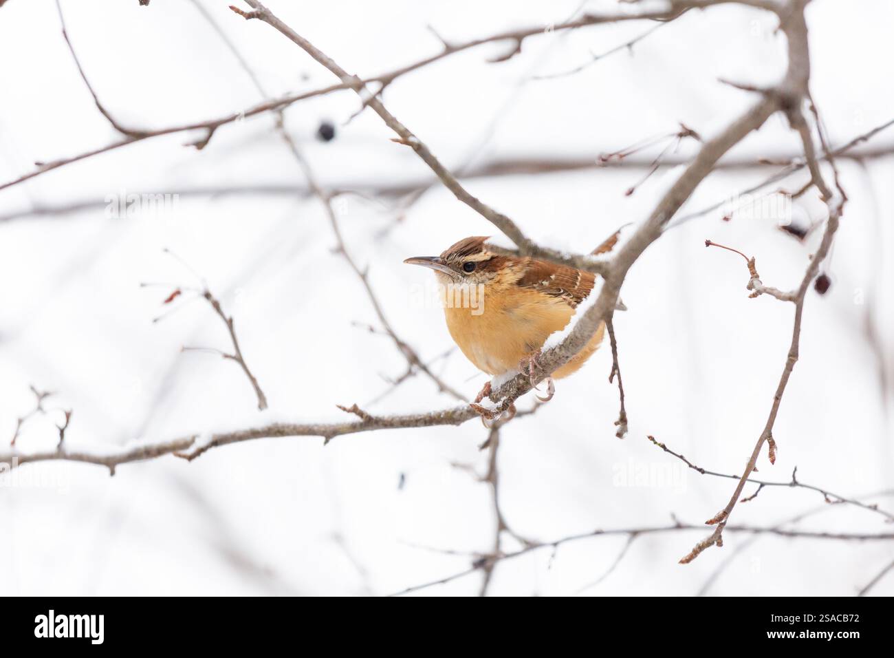 Winter wren bird hi-res stock photography and images - Alamy