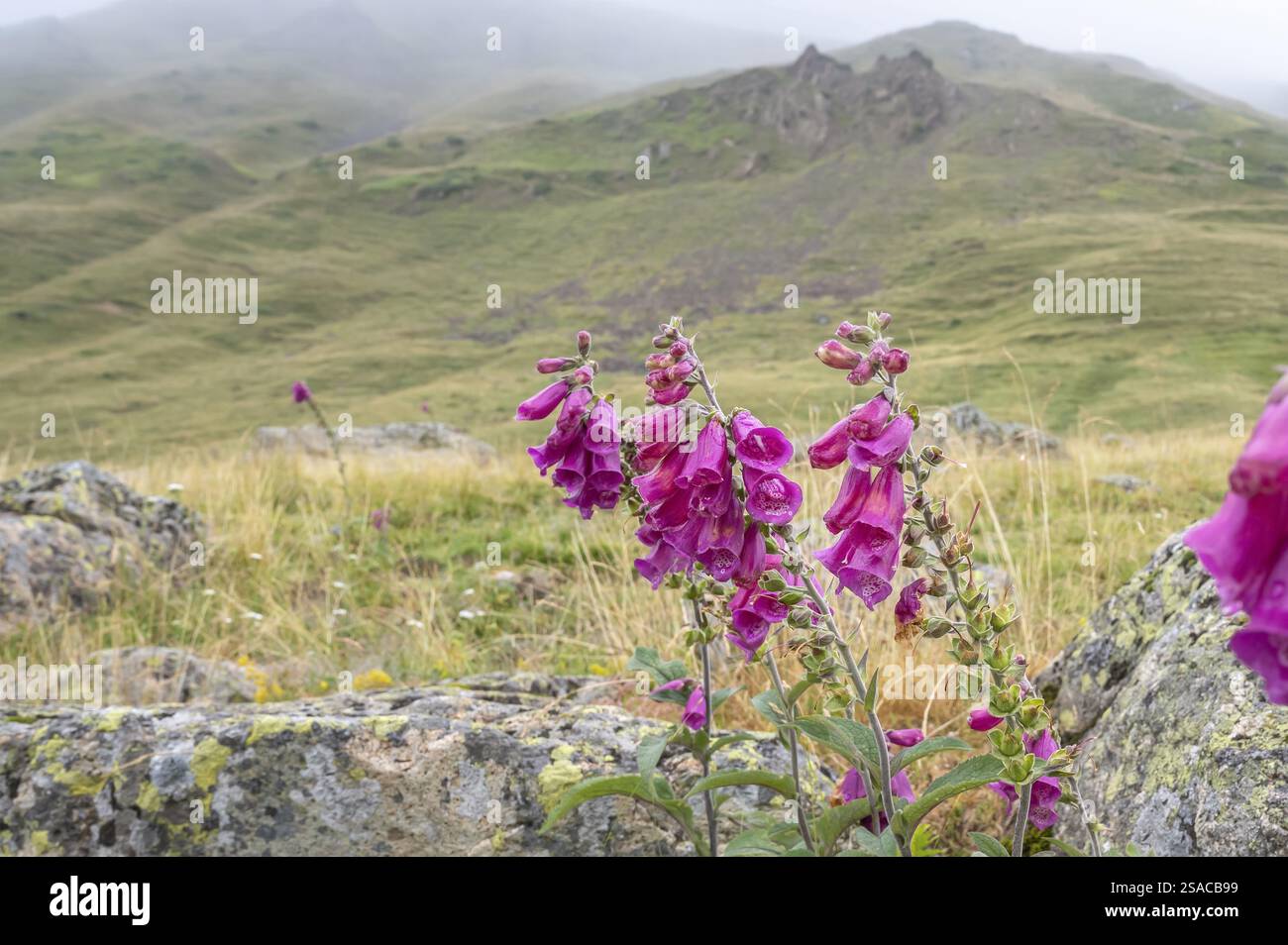 Iberian foxgloves hi-res stock photography and images - Alamy