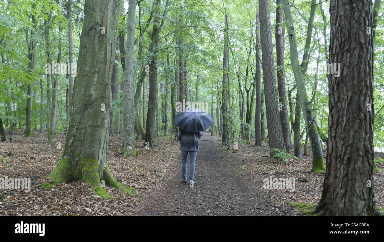 Man walks through deciduous forest hi-res stock photography and images ...