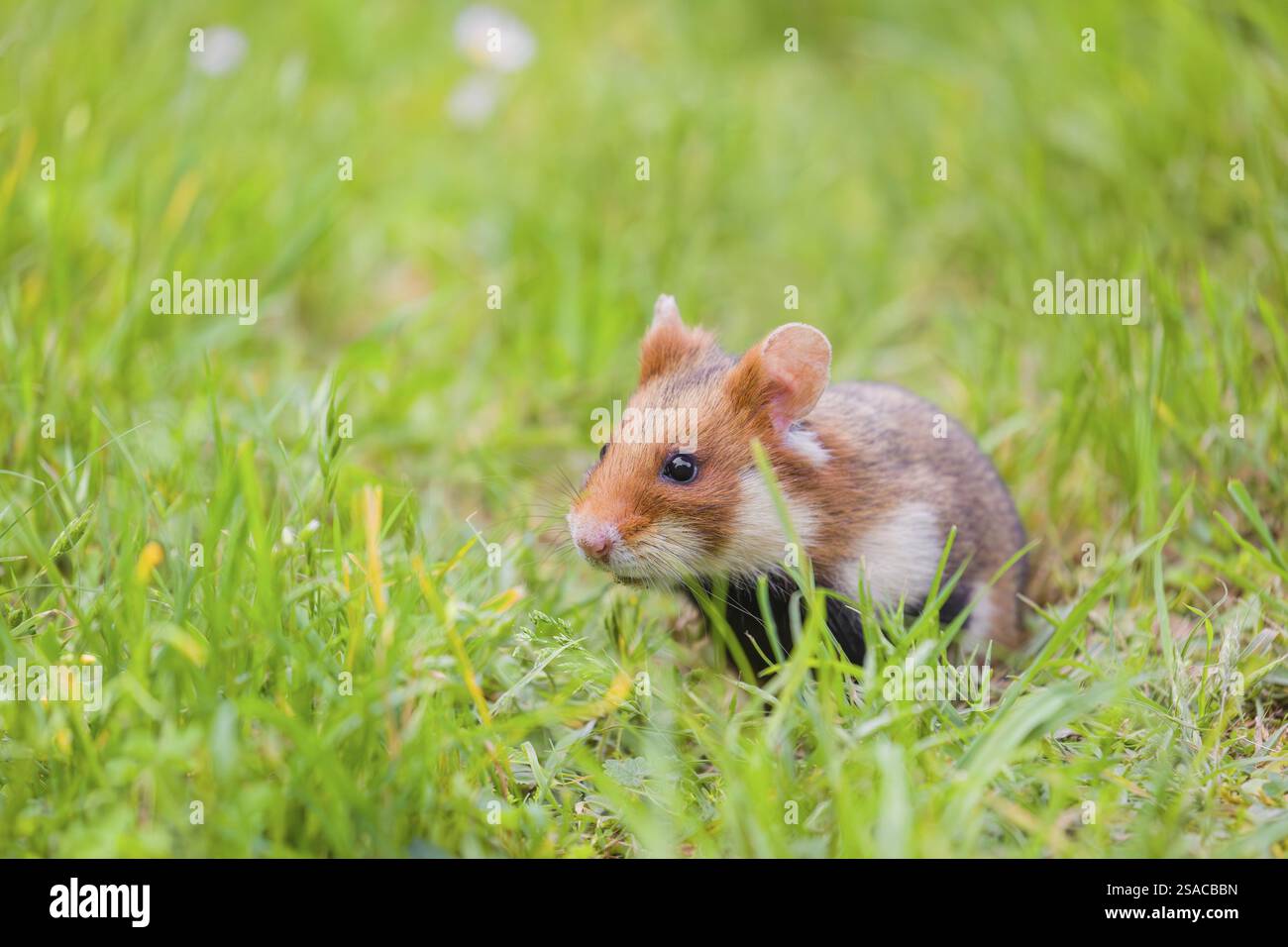 A European hamster (Cricetus cricetus), Eurasian hamster, black-bellied ...