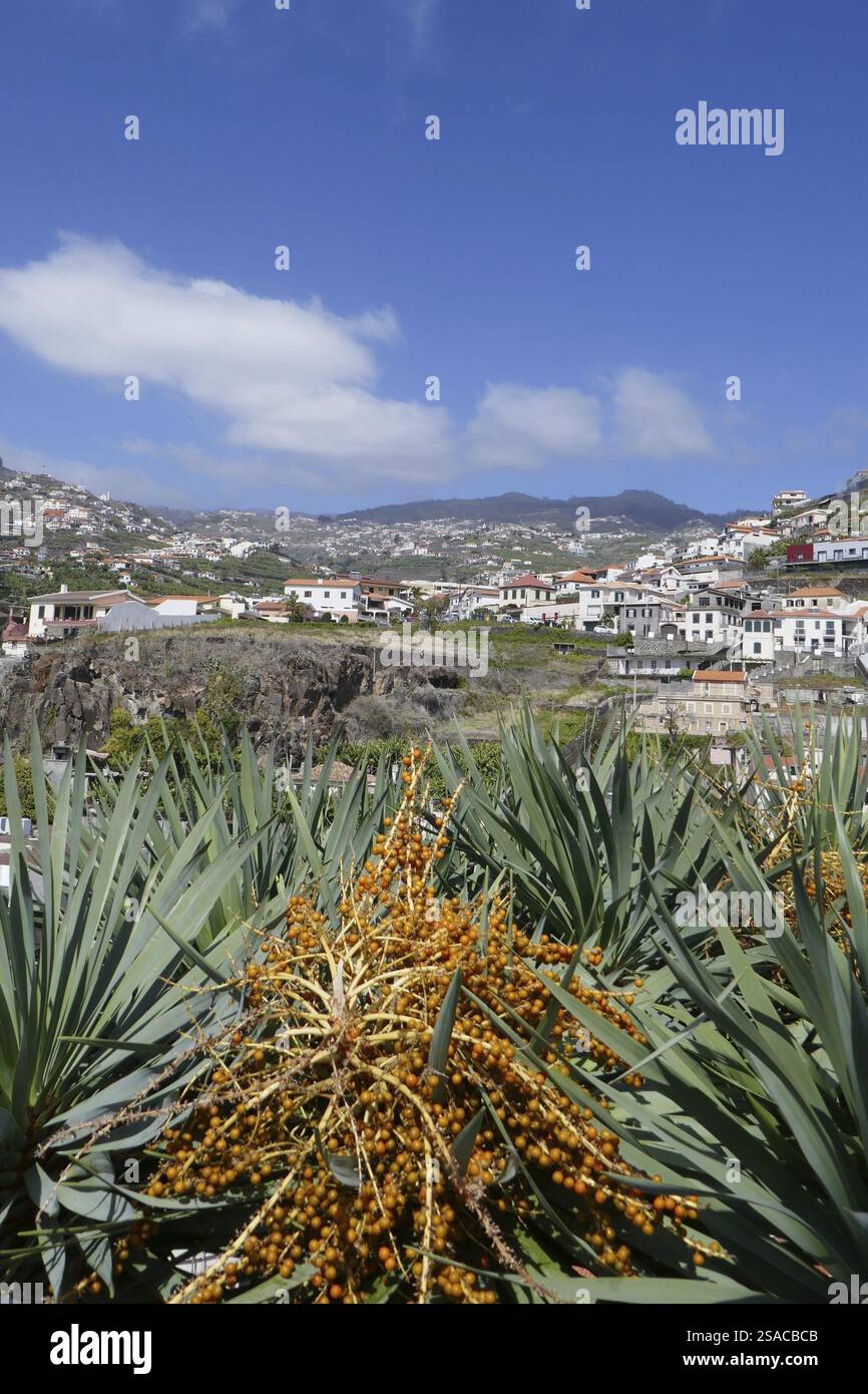 Dragon tree with fruit, Madeira Stock Photo - Alamy