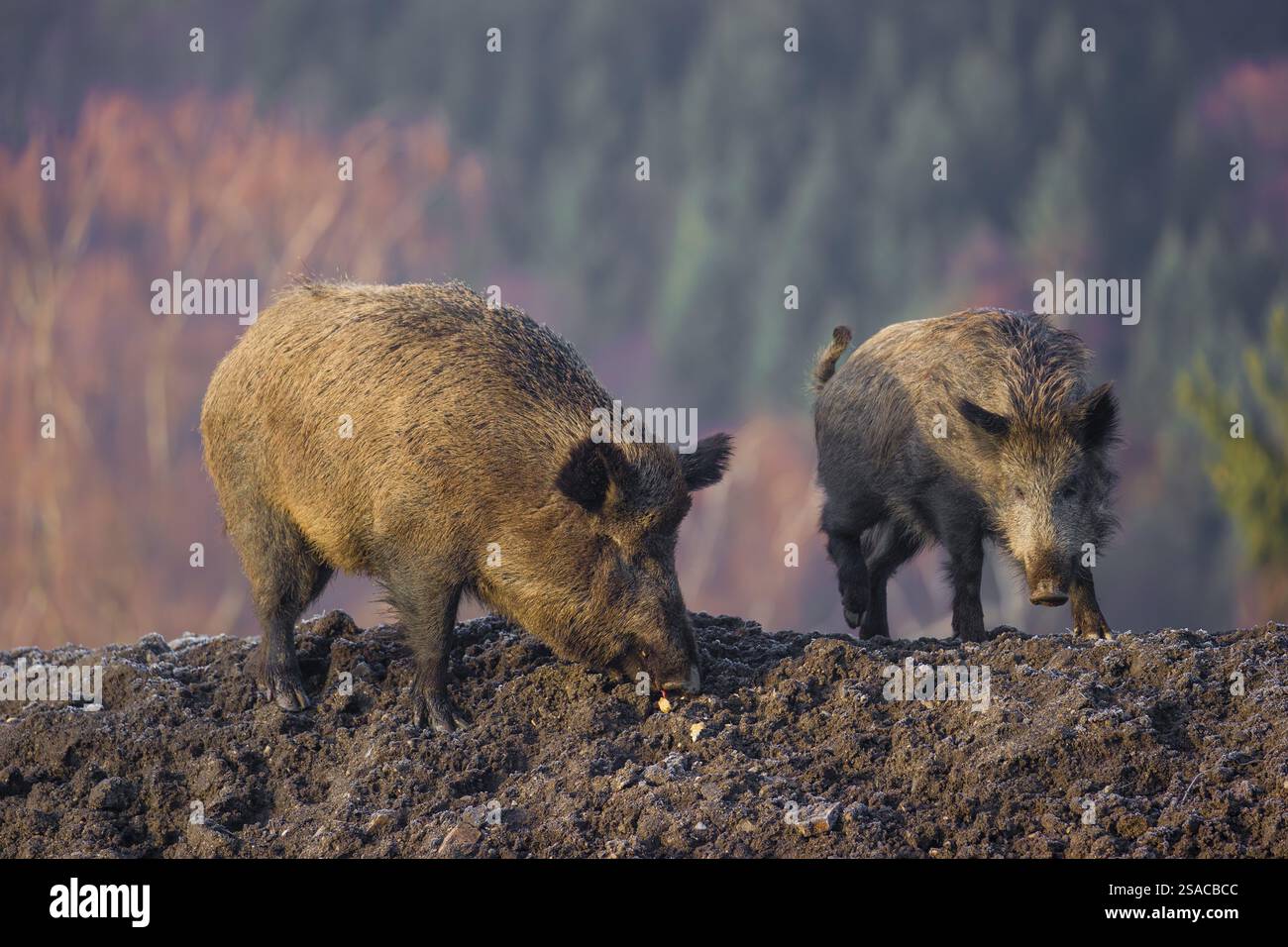 Two wild boars or wild pigs (Sus scrofa) stand on a frozen mound of ...