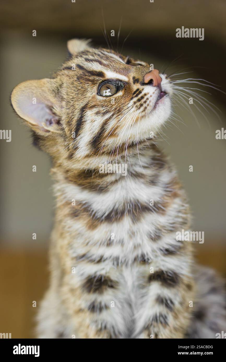 Portrait of a 3 month old Amur Leopard Cat, Prionailurus bengalensis ...