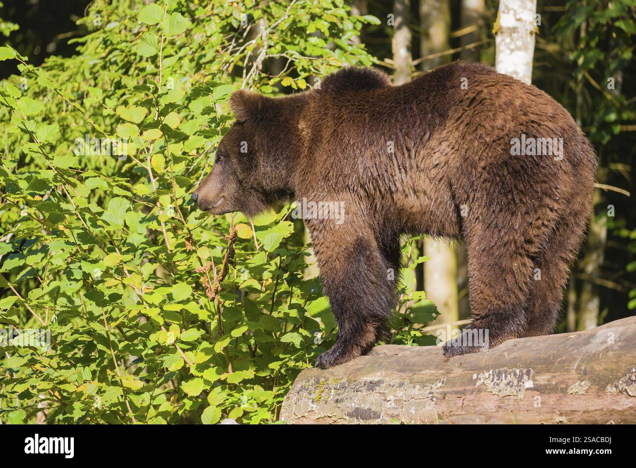 A young male Eurasian brown bear (Ursus arctos arctos) walks on a ...