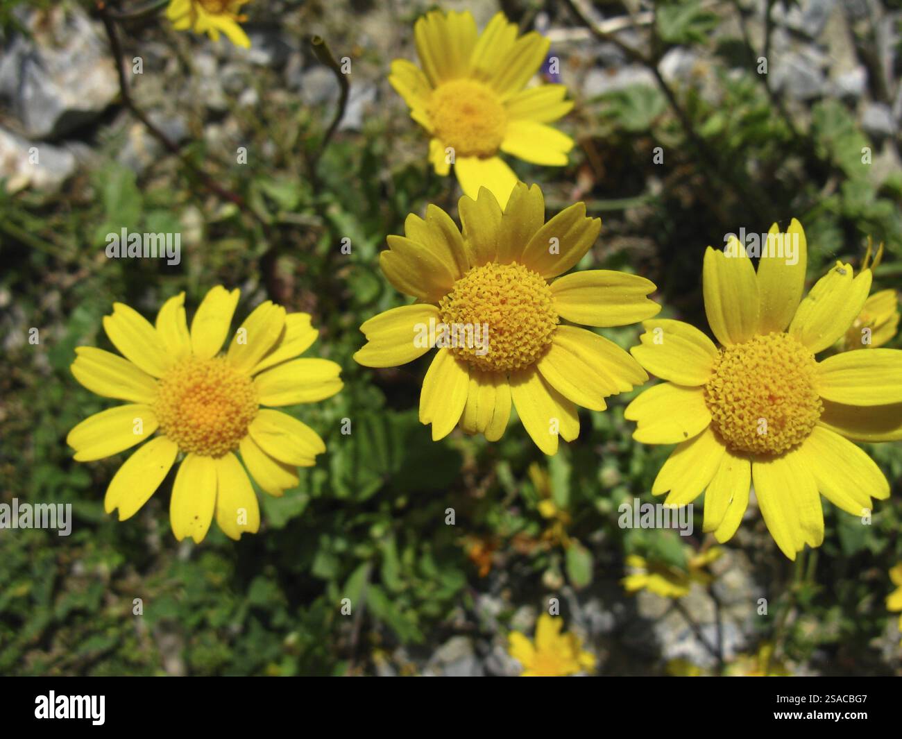 Gold coloured wildflowers hi-res stock photography and images - Alamy