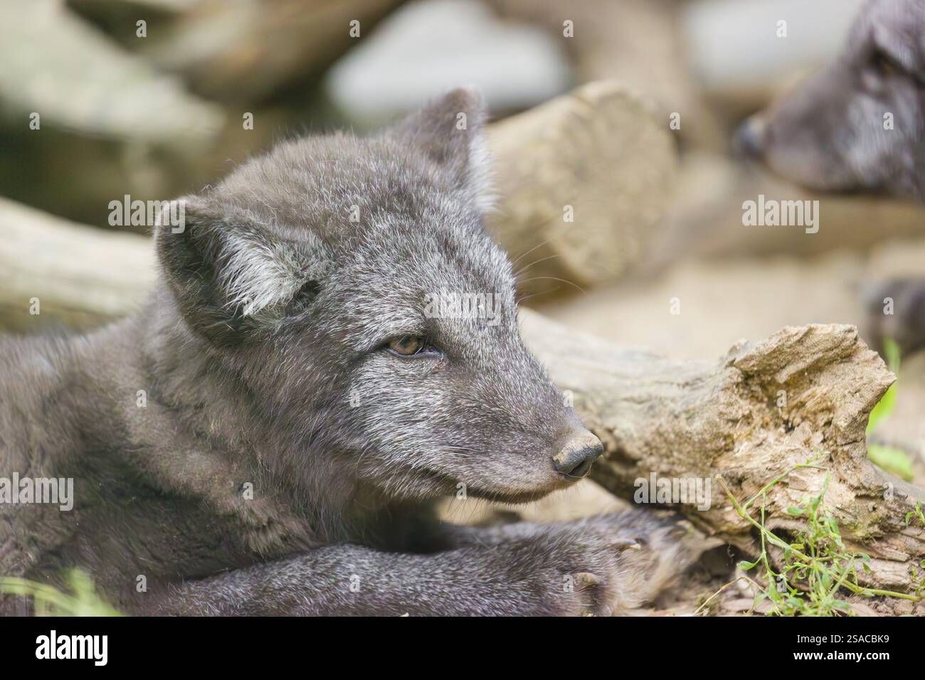 Two young arctic foxes (Vulpes lagopus), (white fox, polar fox, or snow ...