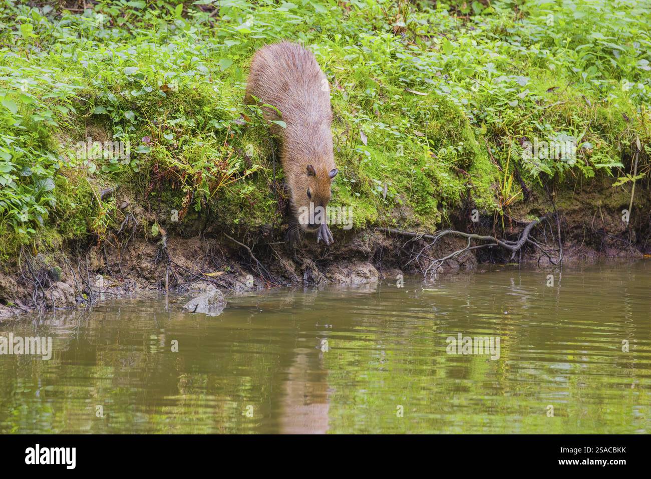 A (greater) capybara (Hydrochoerus hydrochaeris) leaves the riparian ...