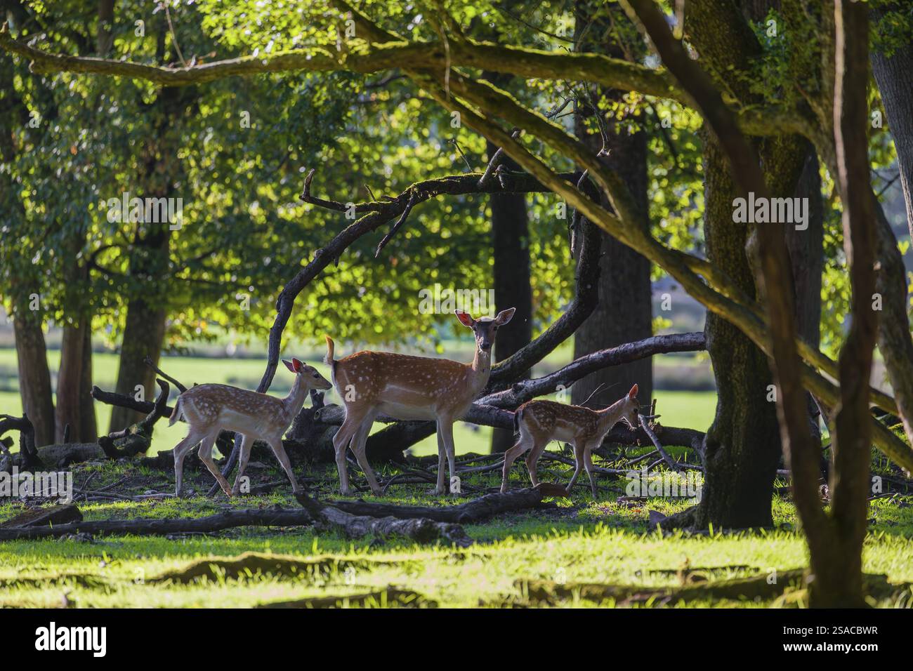 A female fallow deer (Dama dama) stands with her two fawns on a green ...