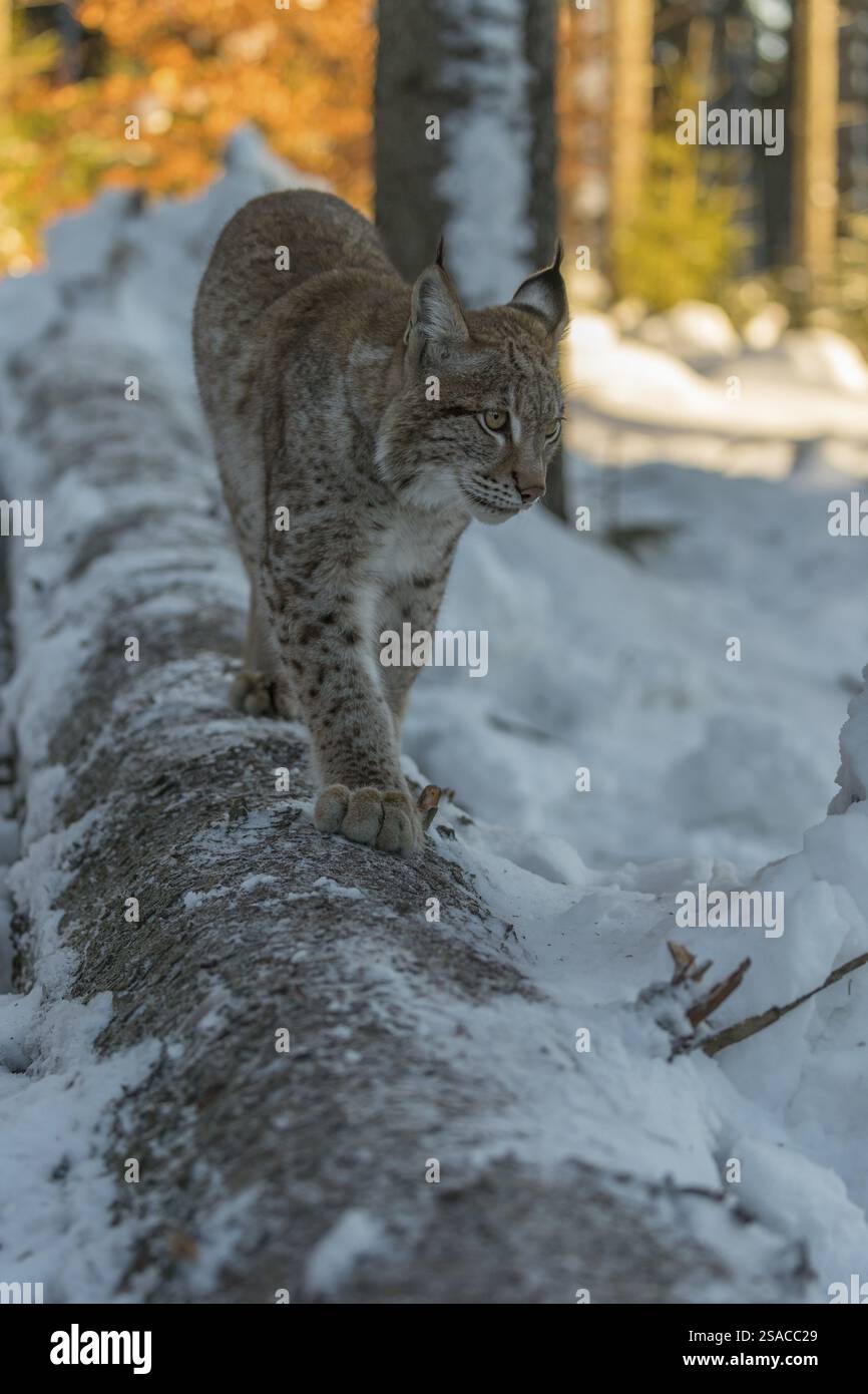One young male Eurasian lynx, (Lynx lynx), balancing over a snow ...