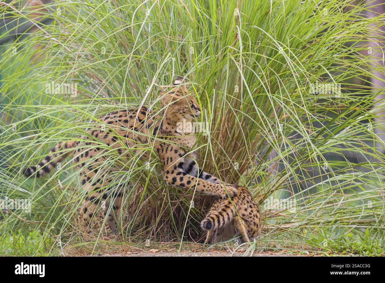 Two servals, Leptailurus serval, playing in front of a bush of tall green grass Stock Photo - Alamy