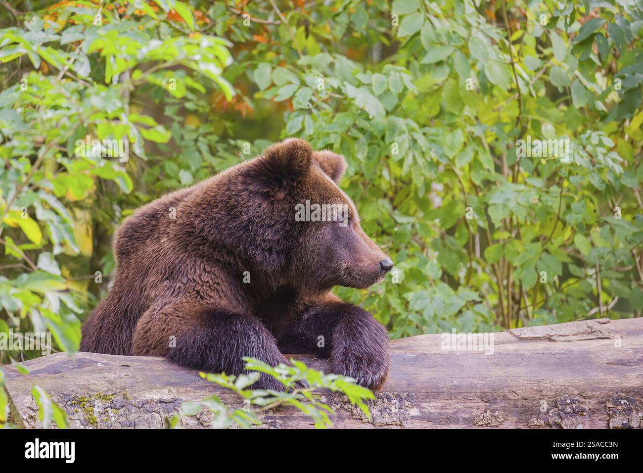 A young male Eurasian brown bear (Ursus arctos arctos) rests on a ...